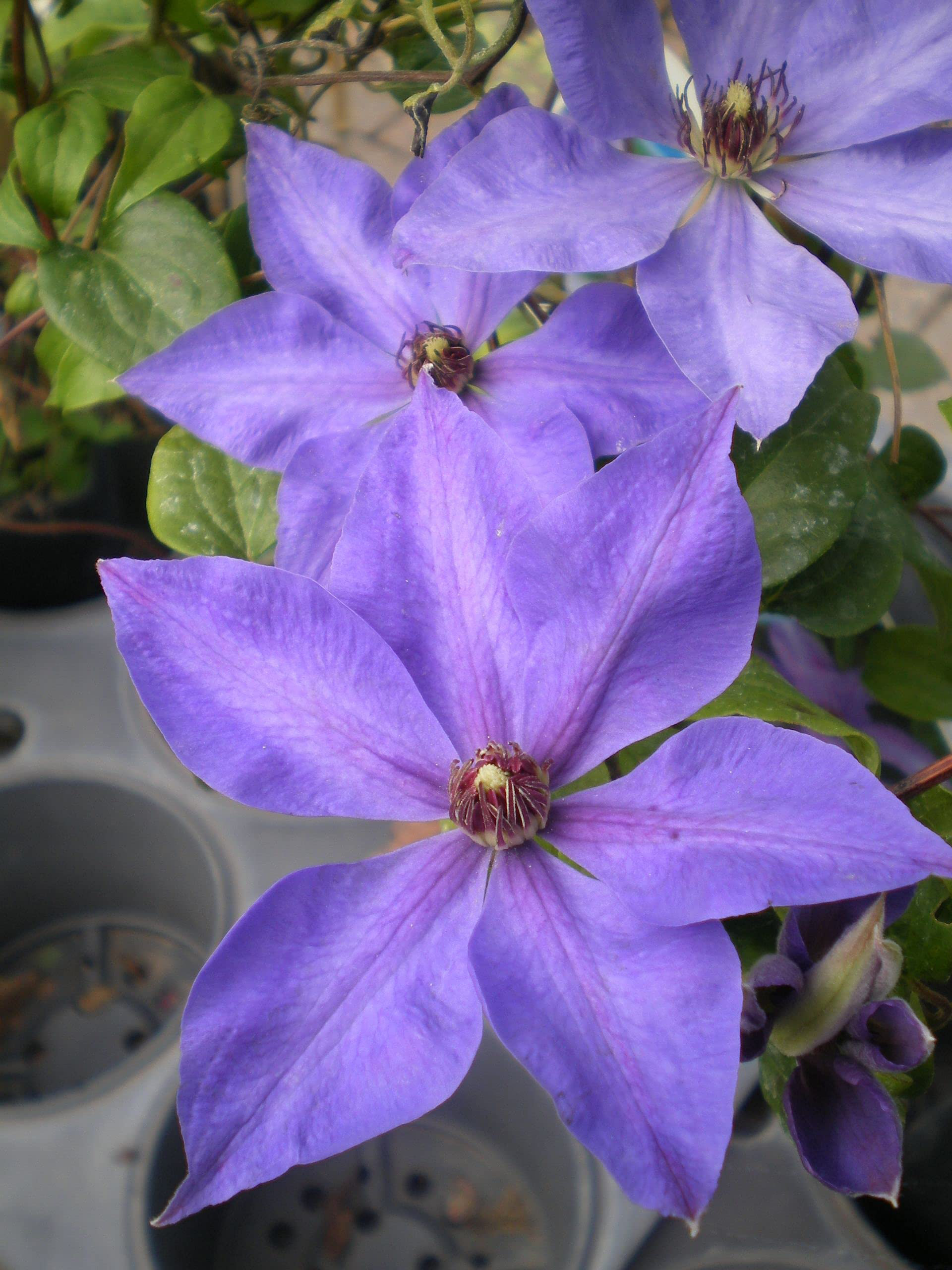 Wekiva Foliage LLC Clematis Elsa Spath - Live Plant in a 4 Inch Growers ...