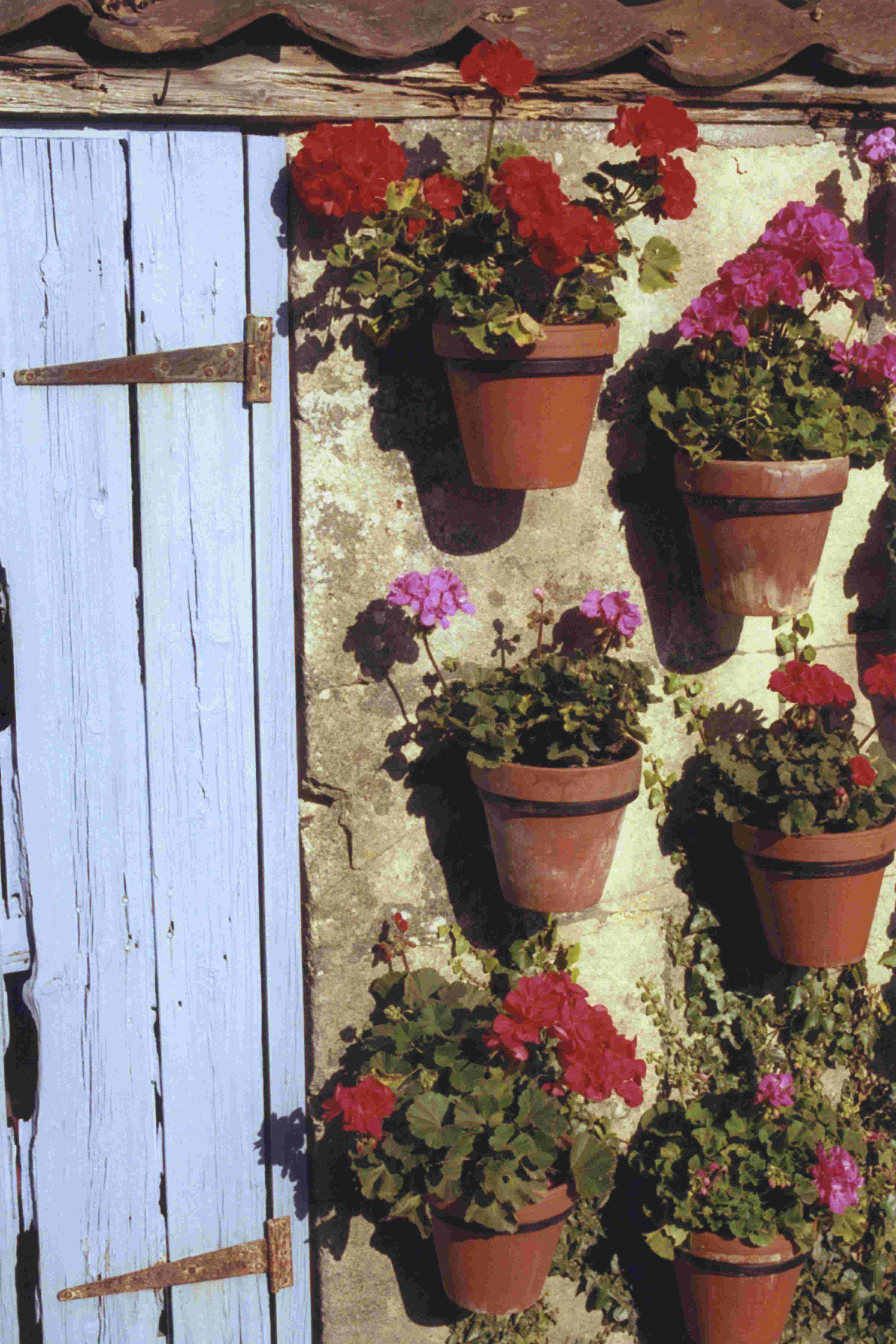 Latitude Run® Geranium Wall | Wayfair