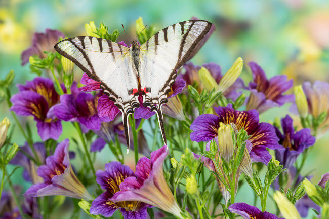 Gracie Oaks Reproduction d'affiche mauve avec fleurs tropicales et ...
