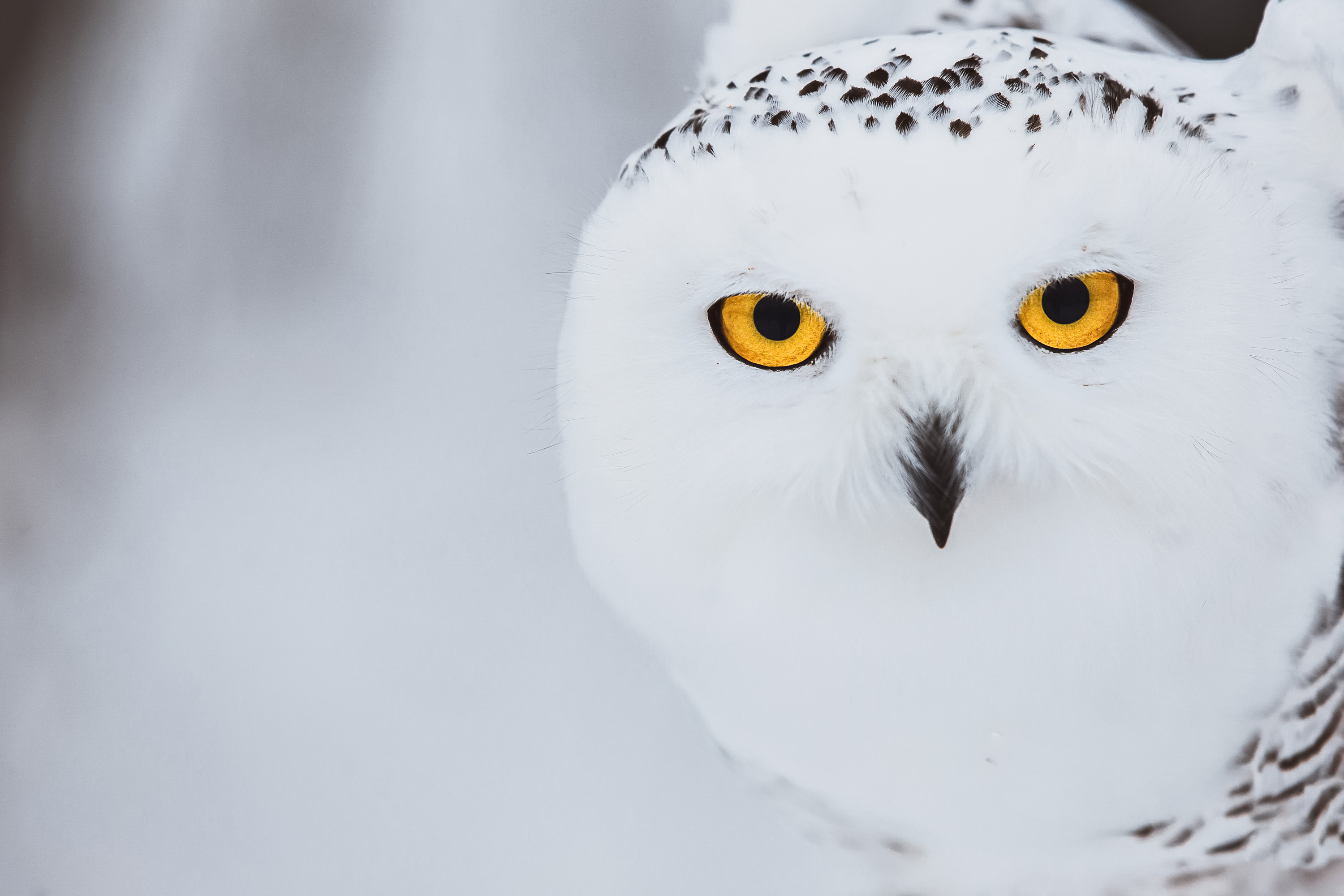 Millwood Pines Snowy Owl by Mansurov_Rus - Wrapped Canvas Photograph ...