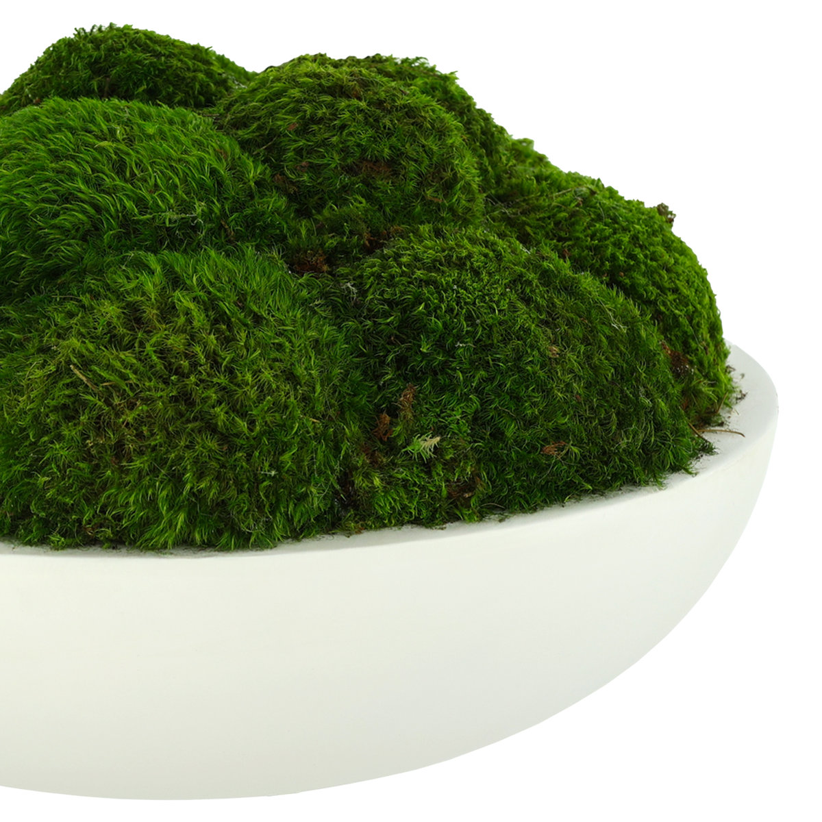 Creative Displays, Inc. 5" Artificial Moss Plant in Planter & Reviews ...