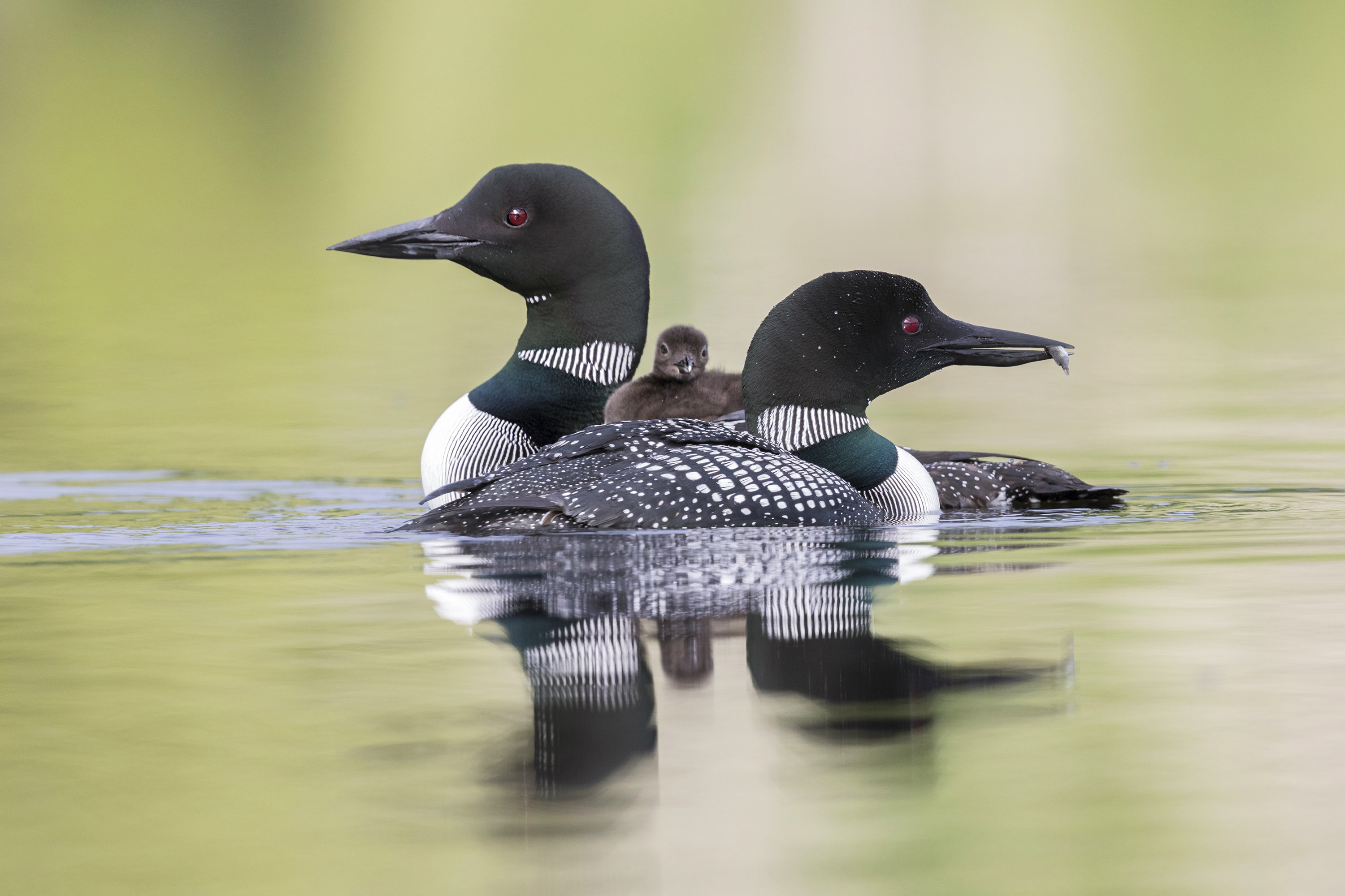 Ebern Designs Common Loon Chick Riding on Mother as Father Cruises Past ...