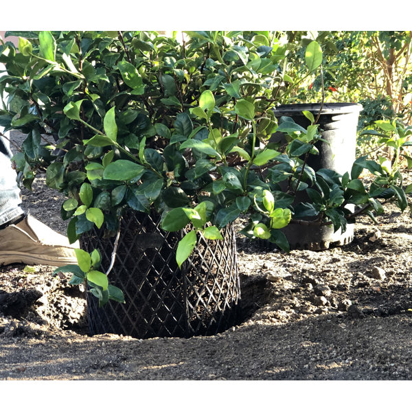 Root Armor Gopher and Mole Root Barrier 4 Piece Plant Support Set ...