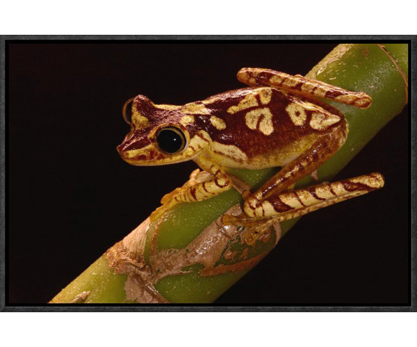East Urban Home " Chachi Tree Frog Adult " - Wayfair Canada