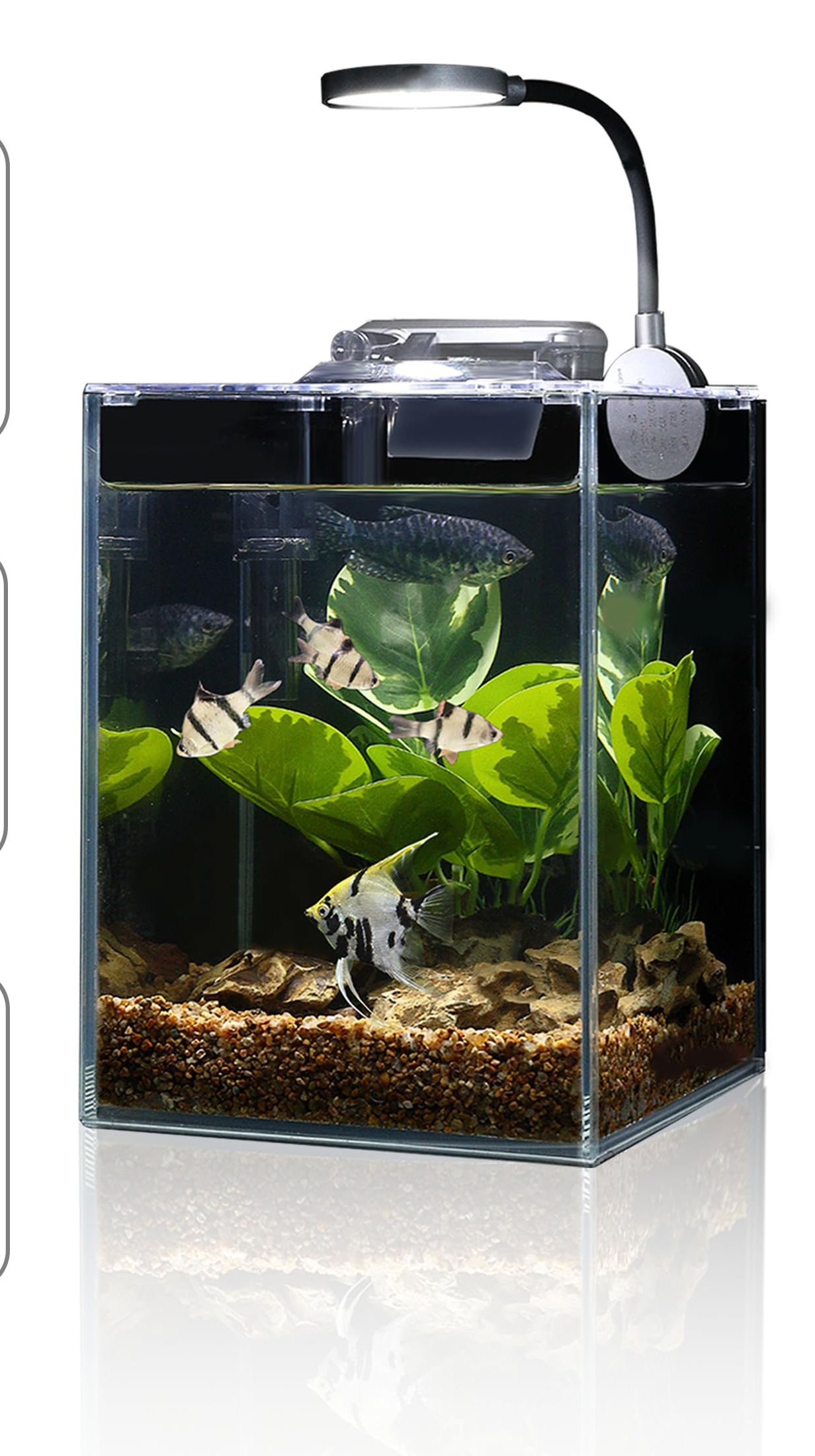 Tucker Murphy Pet™ 1.5 Gallon Aquarium Betta Fish Tank Starter Kit ...