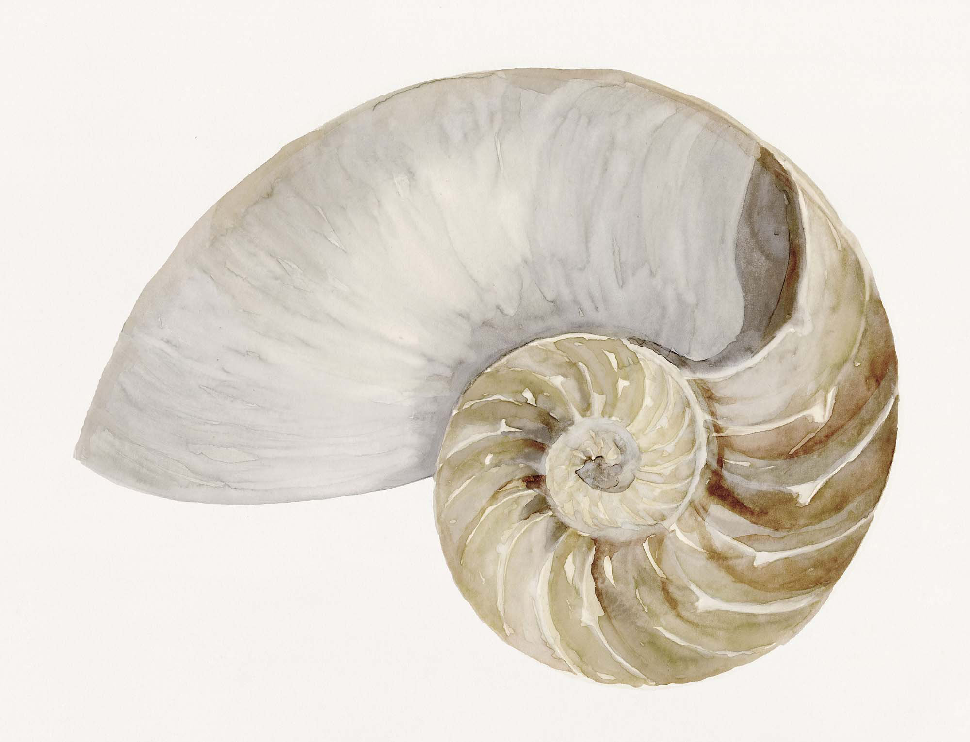 Yoffi Sea Shell 7 by Rita Taverni - Wrapped Canvas Photograph - Wayfair ...