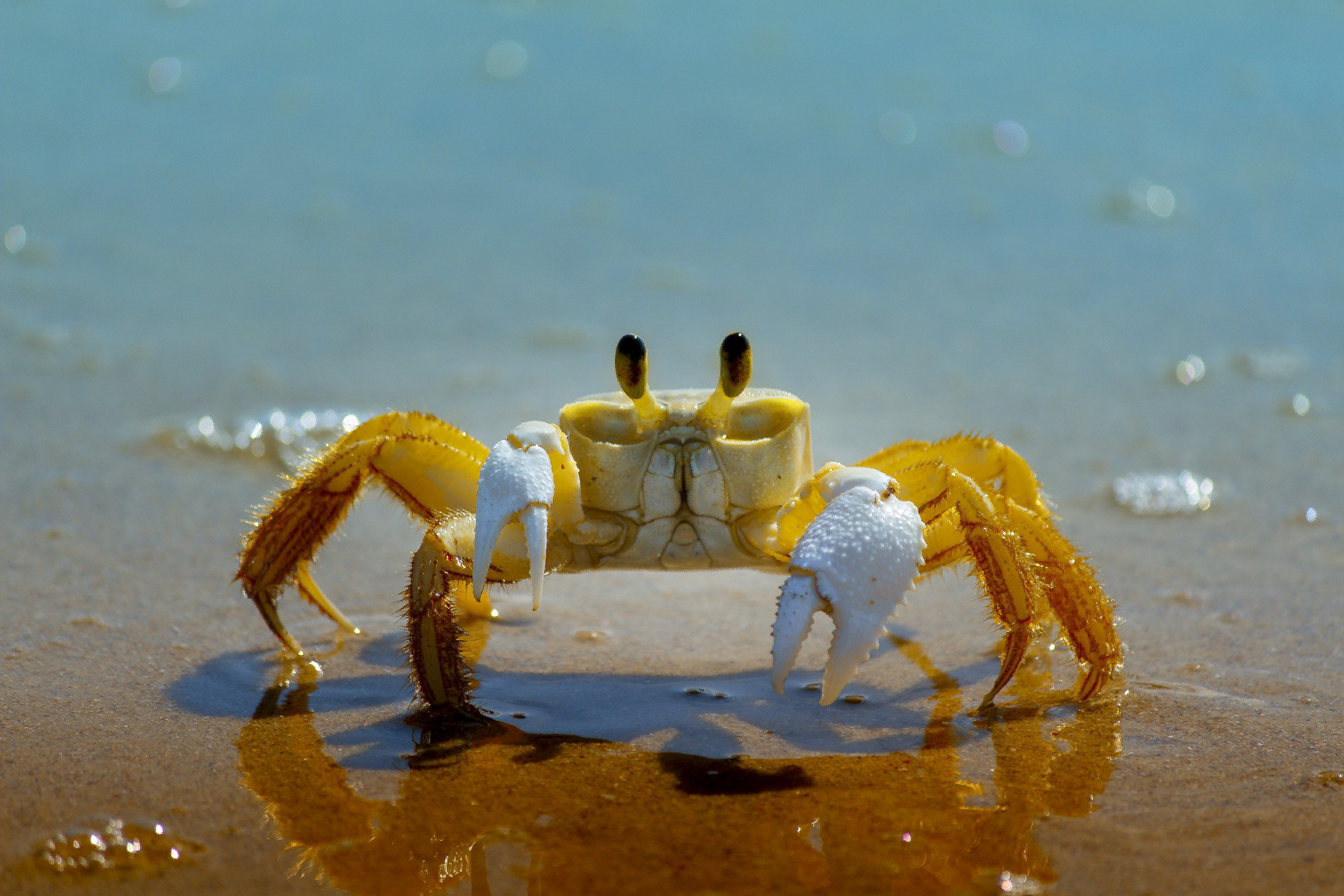 Highland Dunes Crab On The Beach | Wayfair