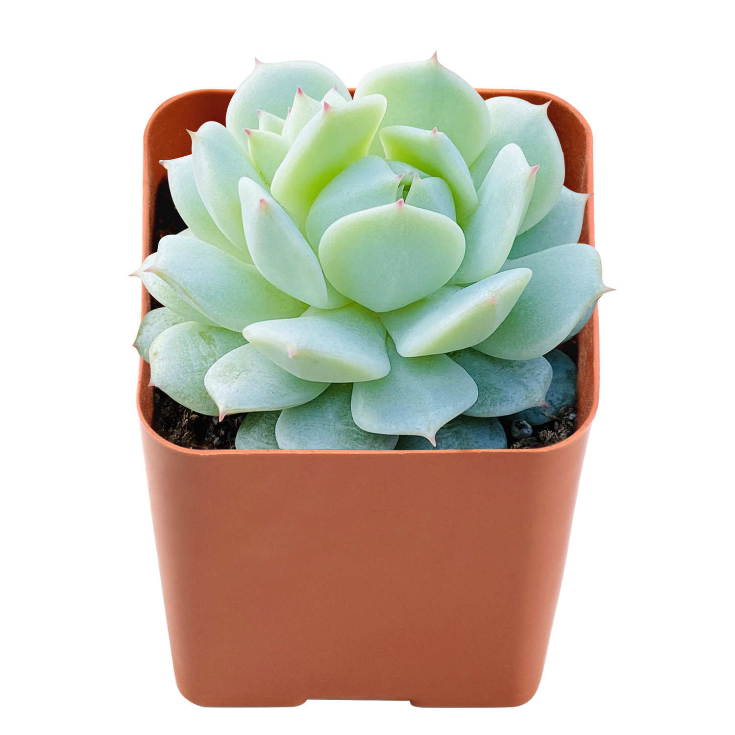 The Next Gardener Live Succulent Plant | Wayfair