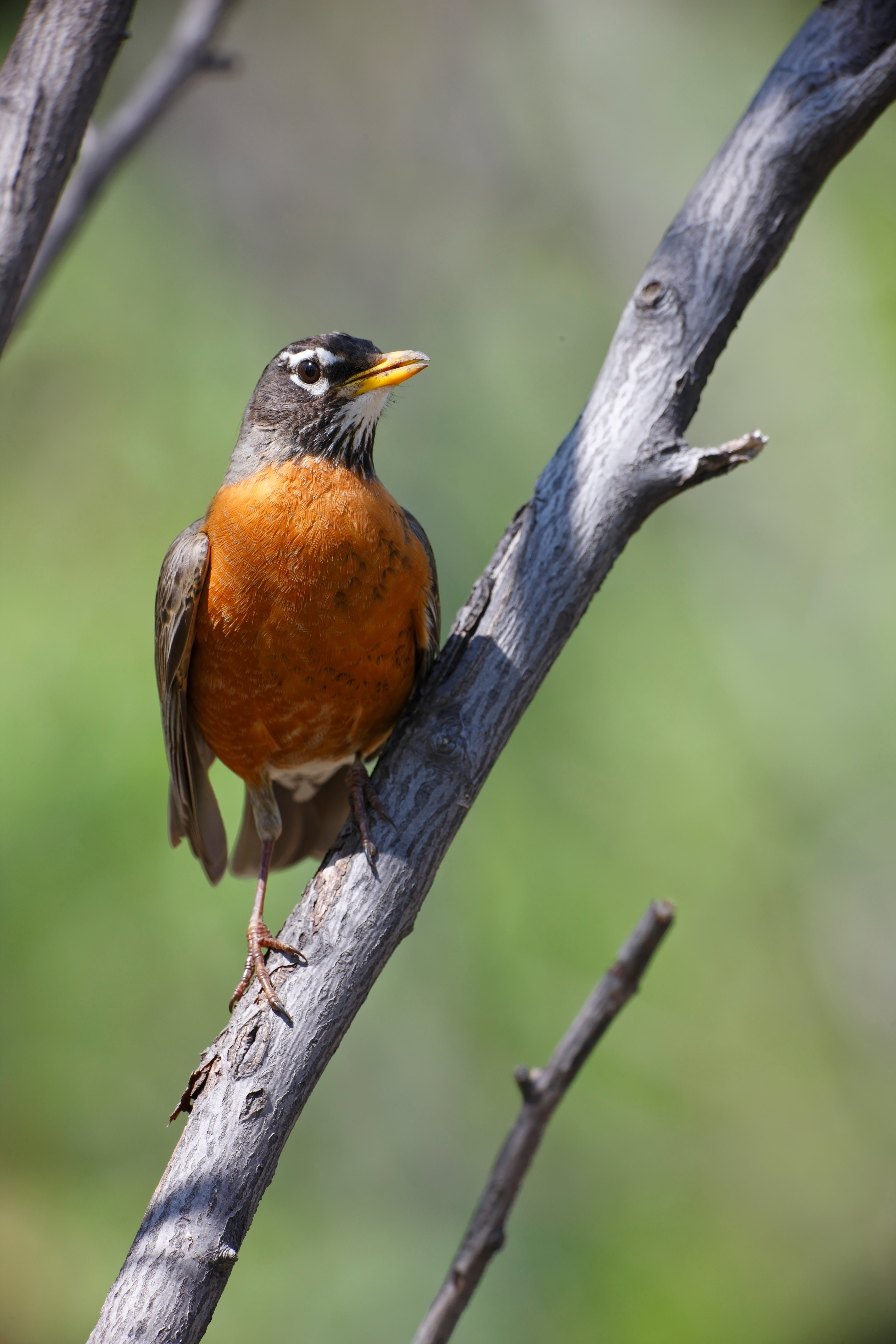 Ebern Designs American Robin by - Wrapped Canvas Photograph - Wayfair ...