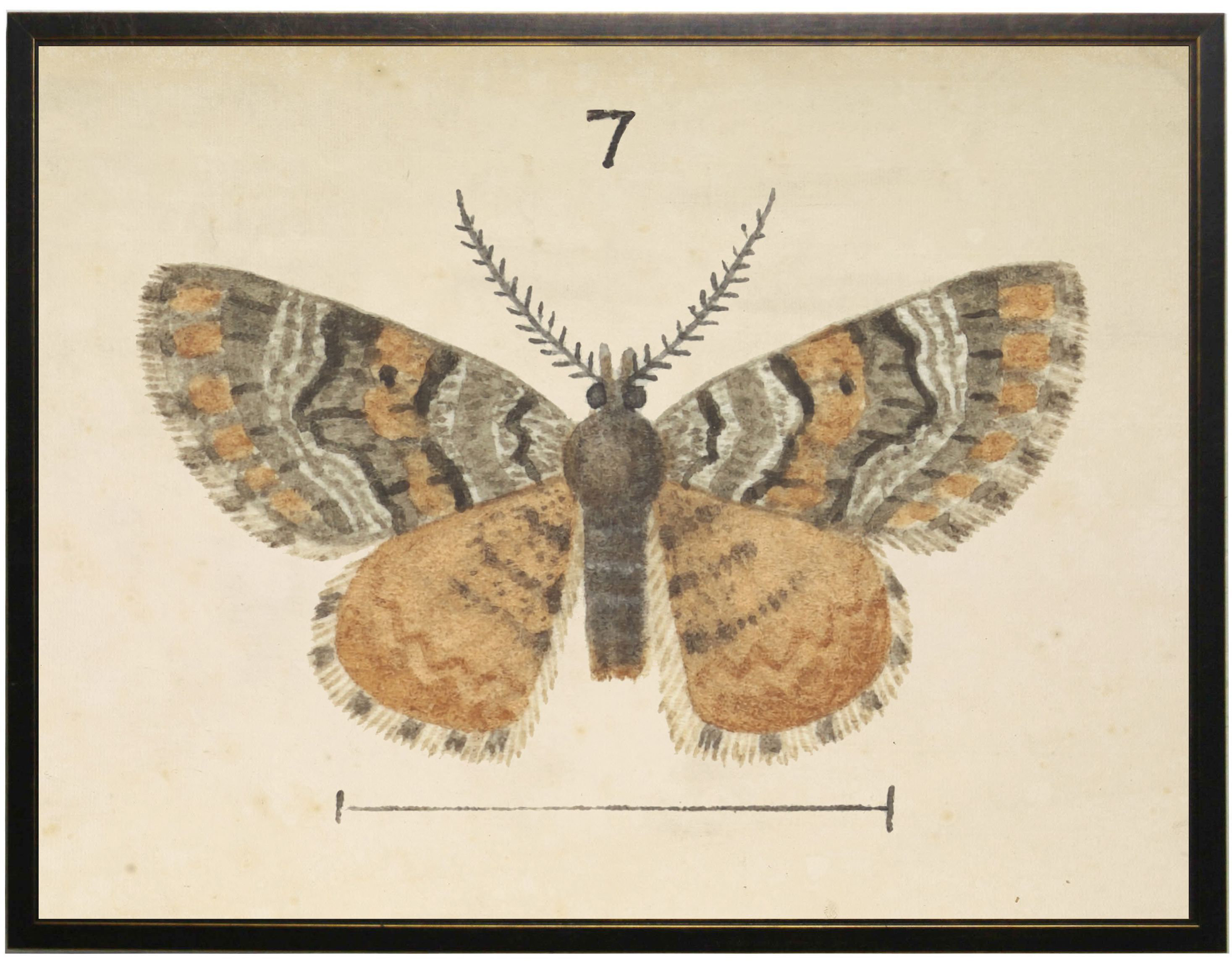 August Grove® Vintage Moth Framed On Paper Print | Wayfair