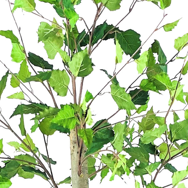 Primrue Lobos 72'' Faux Birch Tree in Pot | Wayfair