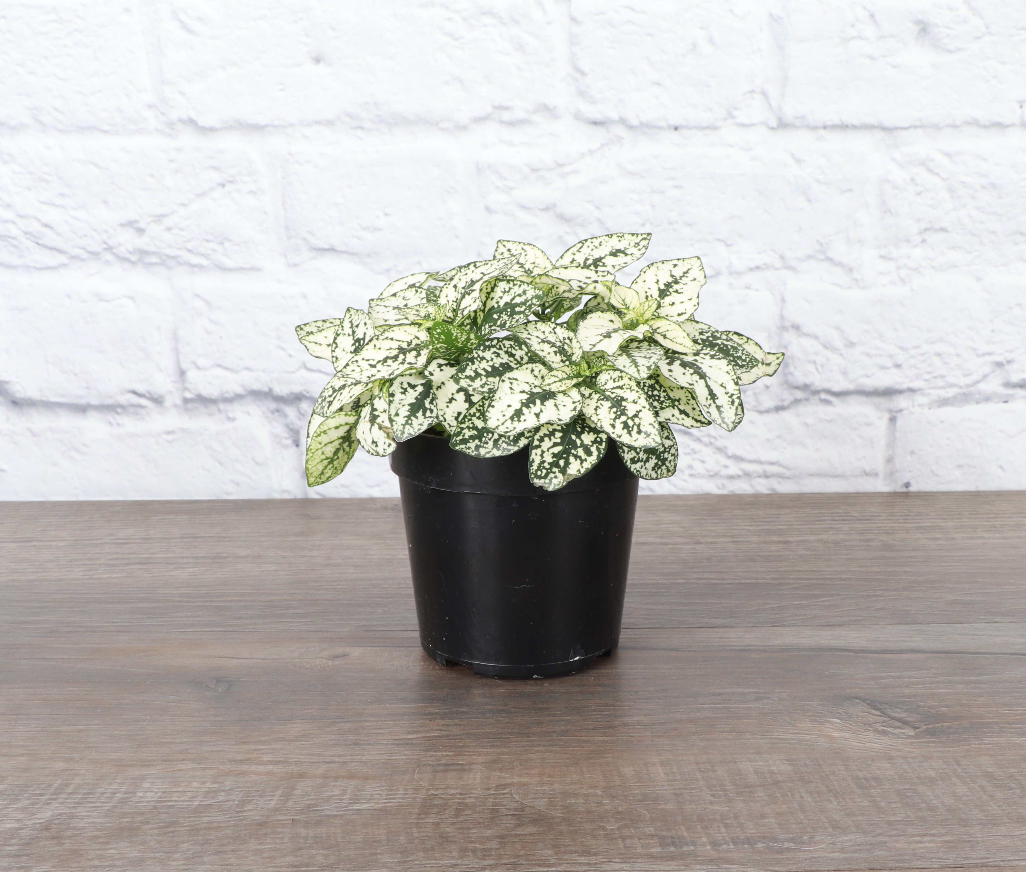 Thorsen's Greenhouse Live White Splash Polka Dot Plant | Perigold