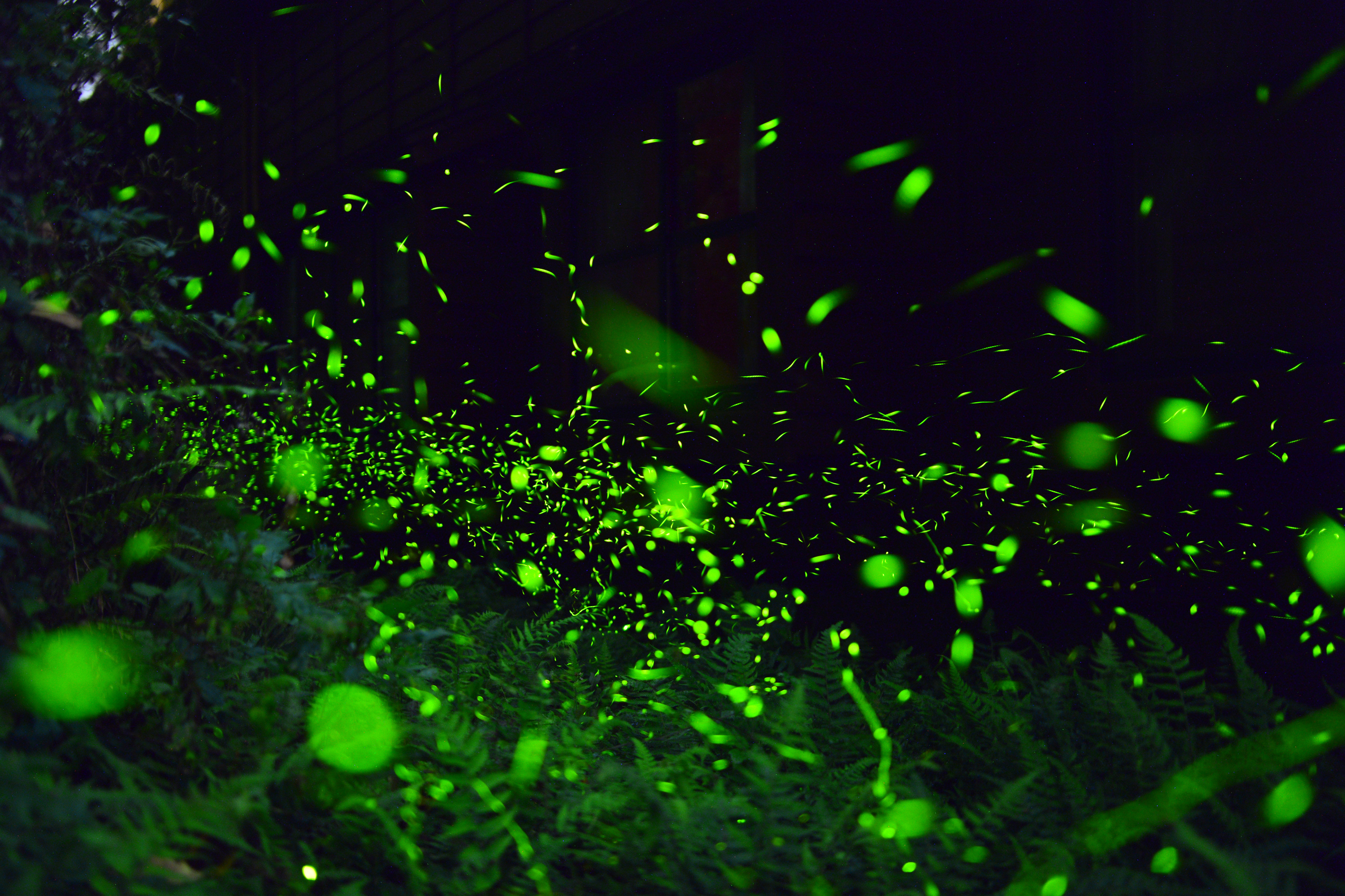 Ebern Designs Fireflies - Wrapped Canvas Photograph | Wayfair