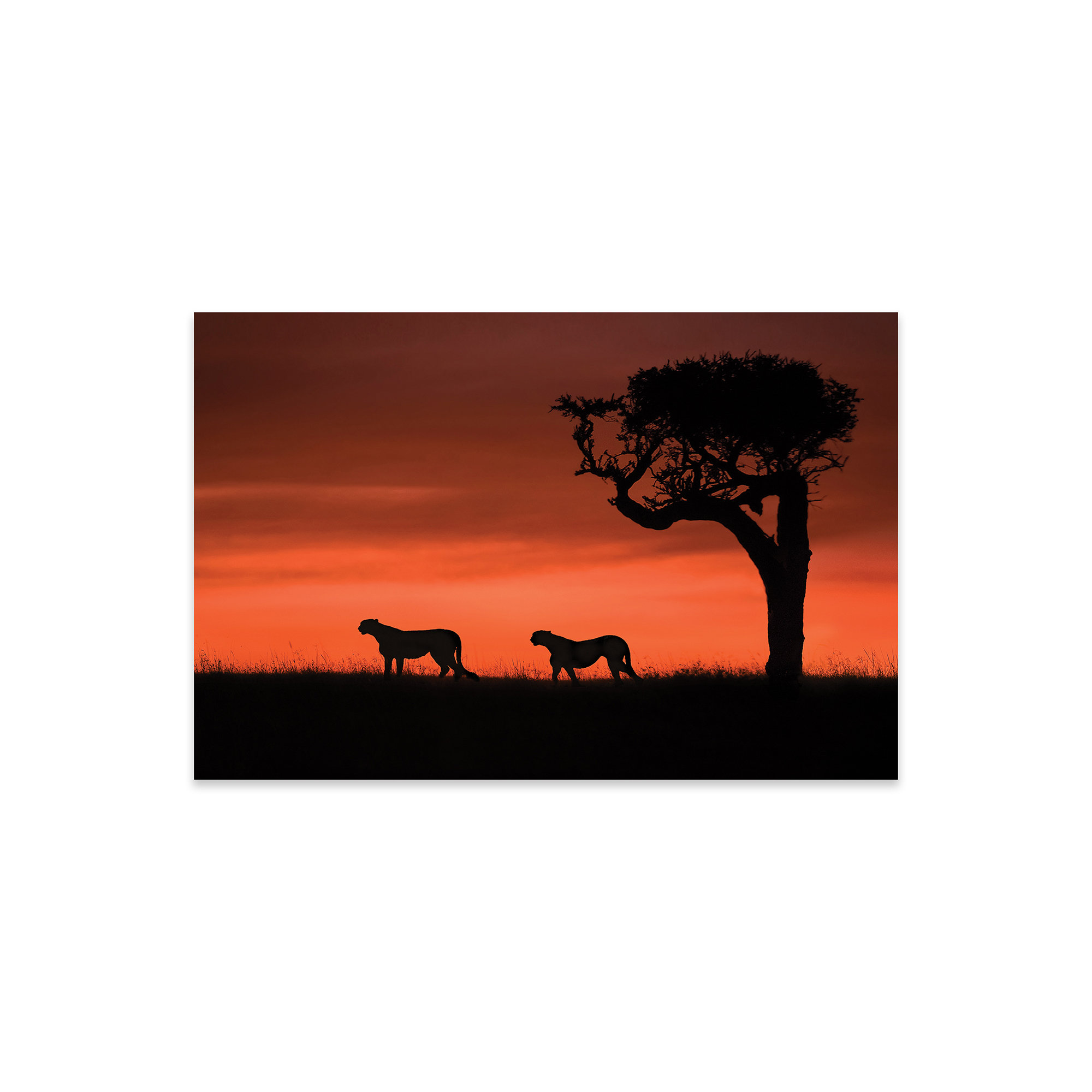 Ebern Designs Cheetahs At Dusk On Plastic / Acrylic by Xavier Ortega ...