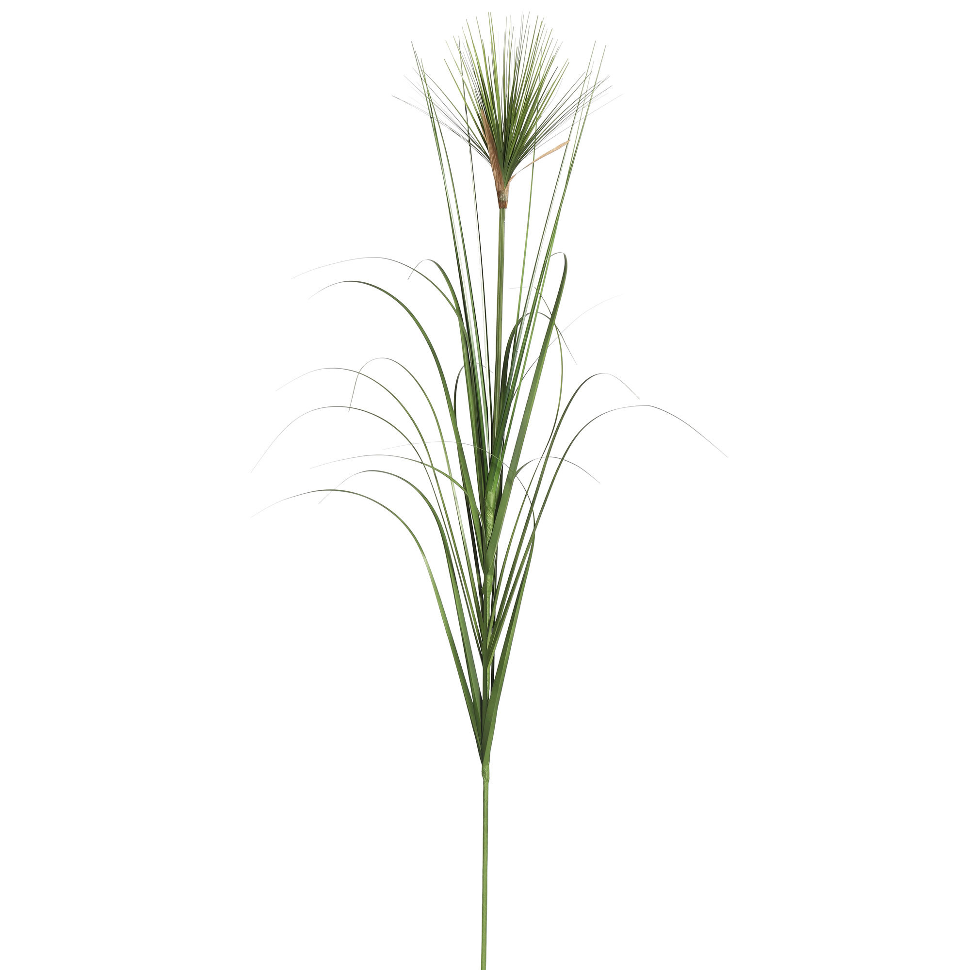 Highland Dunes 6 Piece Agave Grass & Reviews | Wayfair
