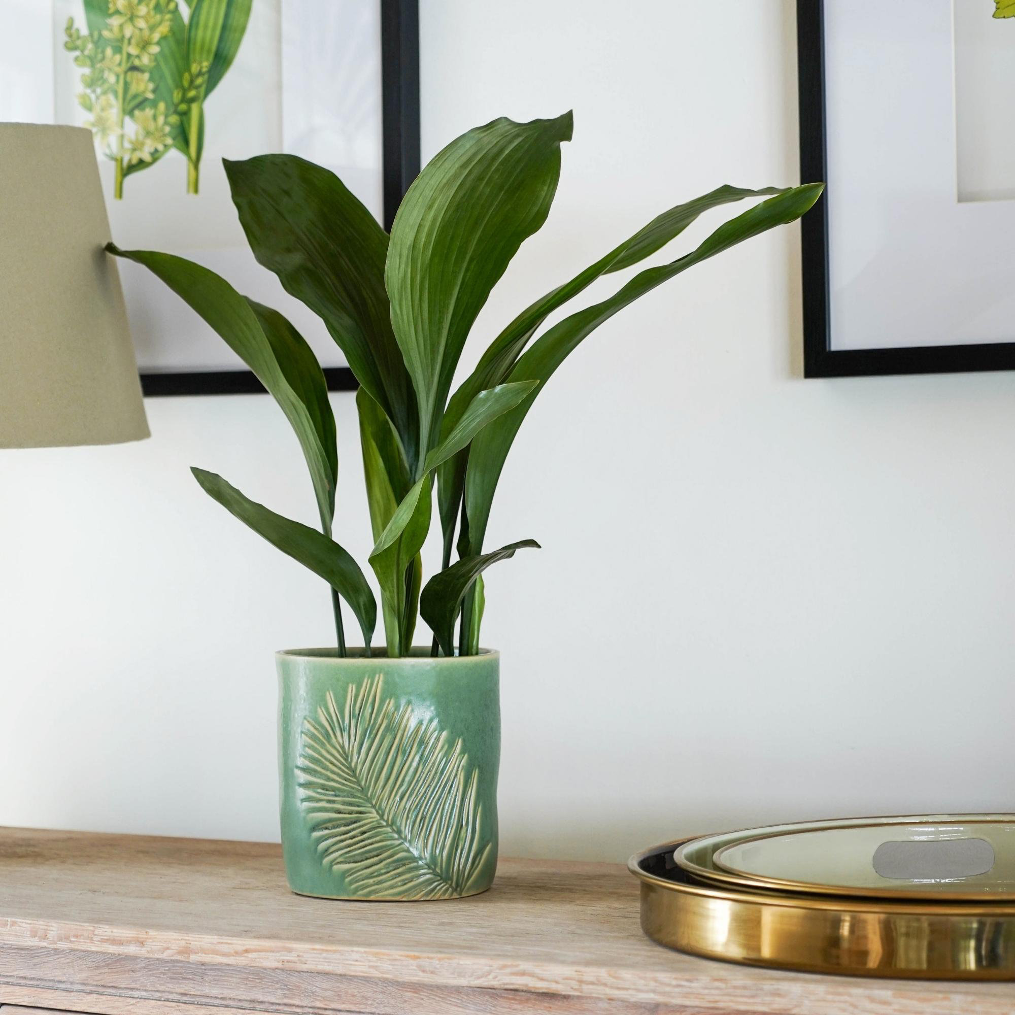 Ivyline Pergo Classics x Kew Indoor Stoneware Sago Palm Planter Ivory ...