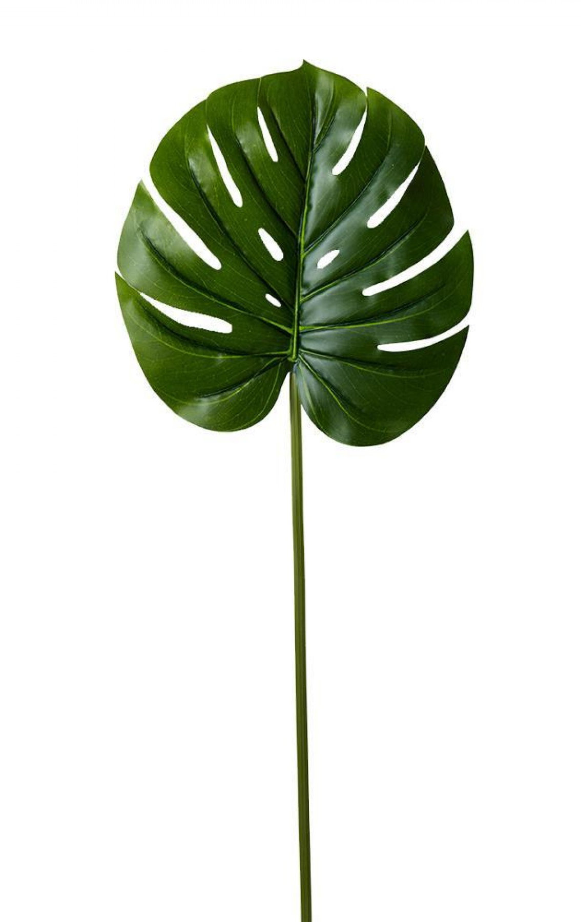 Bay Isle Home™ Monstera Leaf | Wayfair
