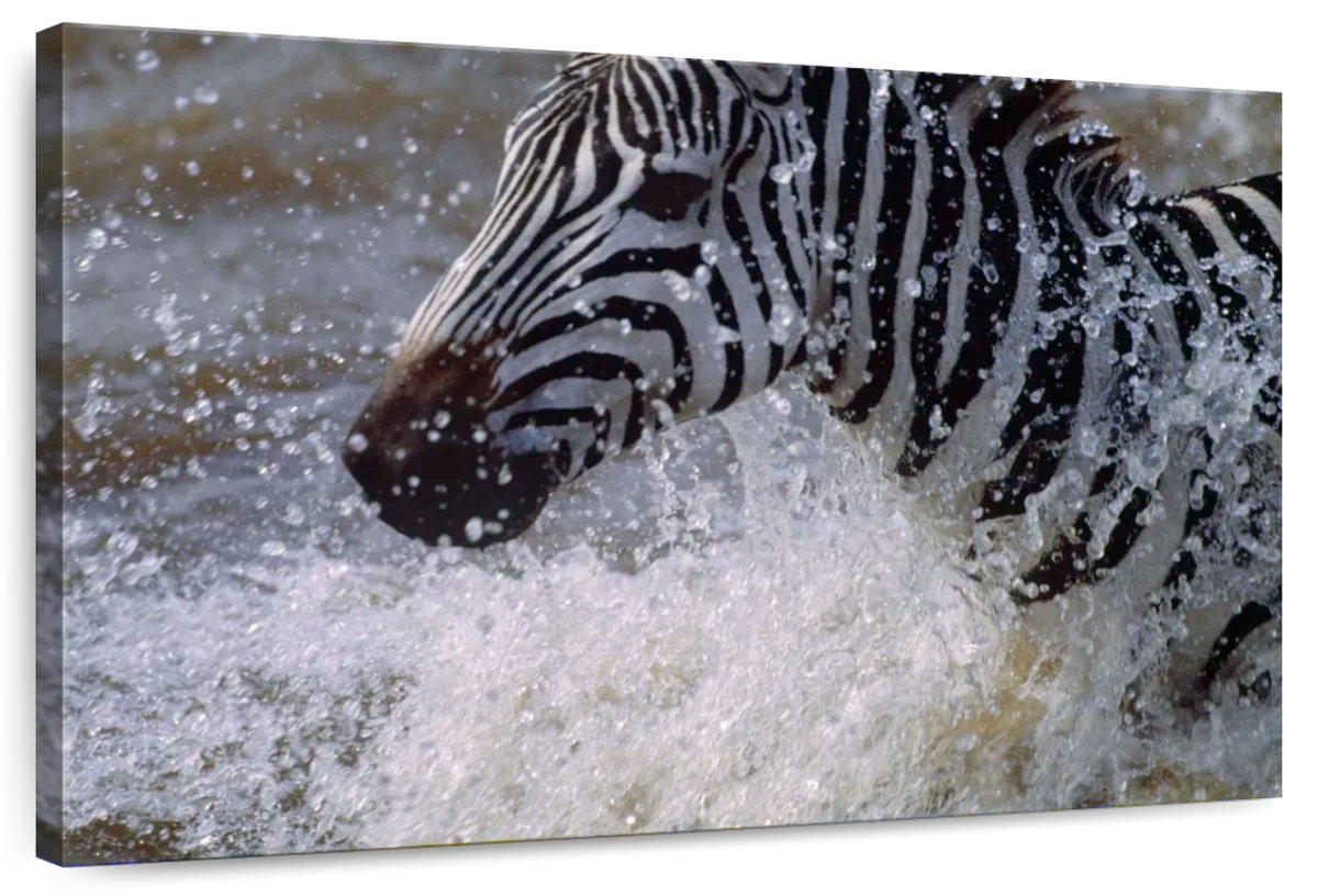 Ebern Designs Brampt Zebra Splash | Wayfair