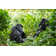 Latitude Run Silverback Gorilla by Ksumano - Wrapped Canvas Photograph ...