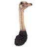 Design Toscano Ostrich Bird Trophy Wall Sculpture & Reviews | Wayfair