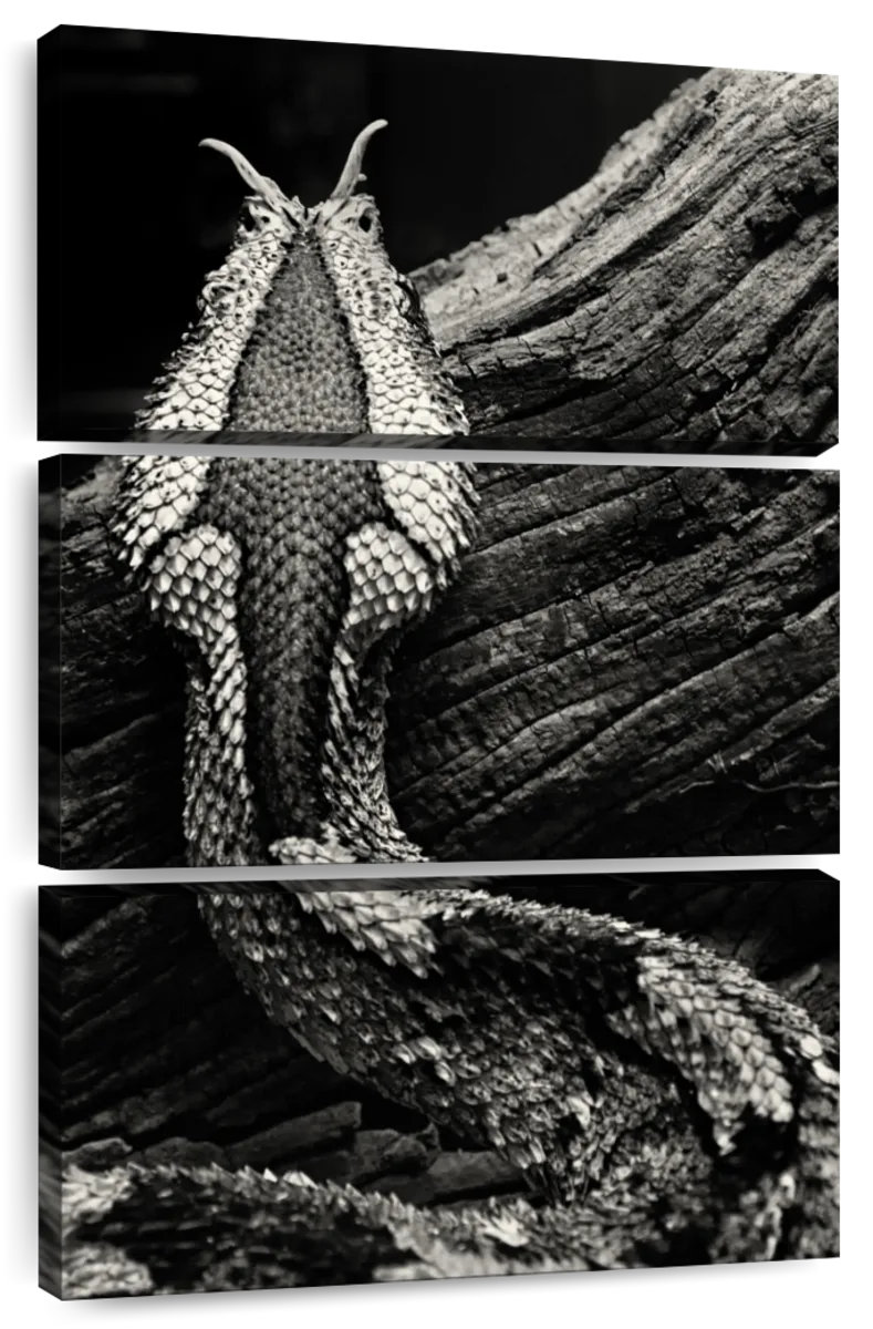 Ebern Designs Brampt Monochrome Snake Markings - Wayfair Canada