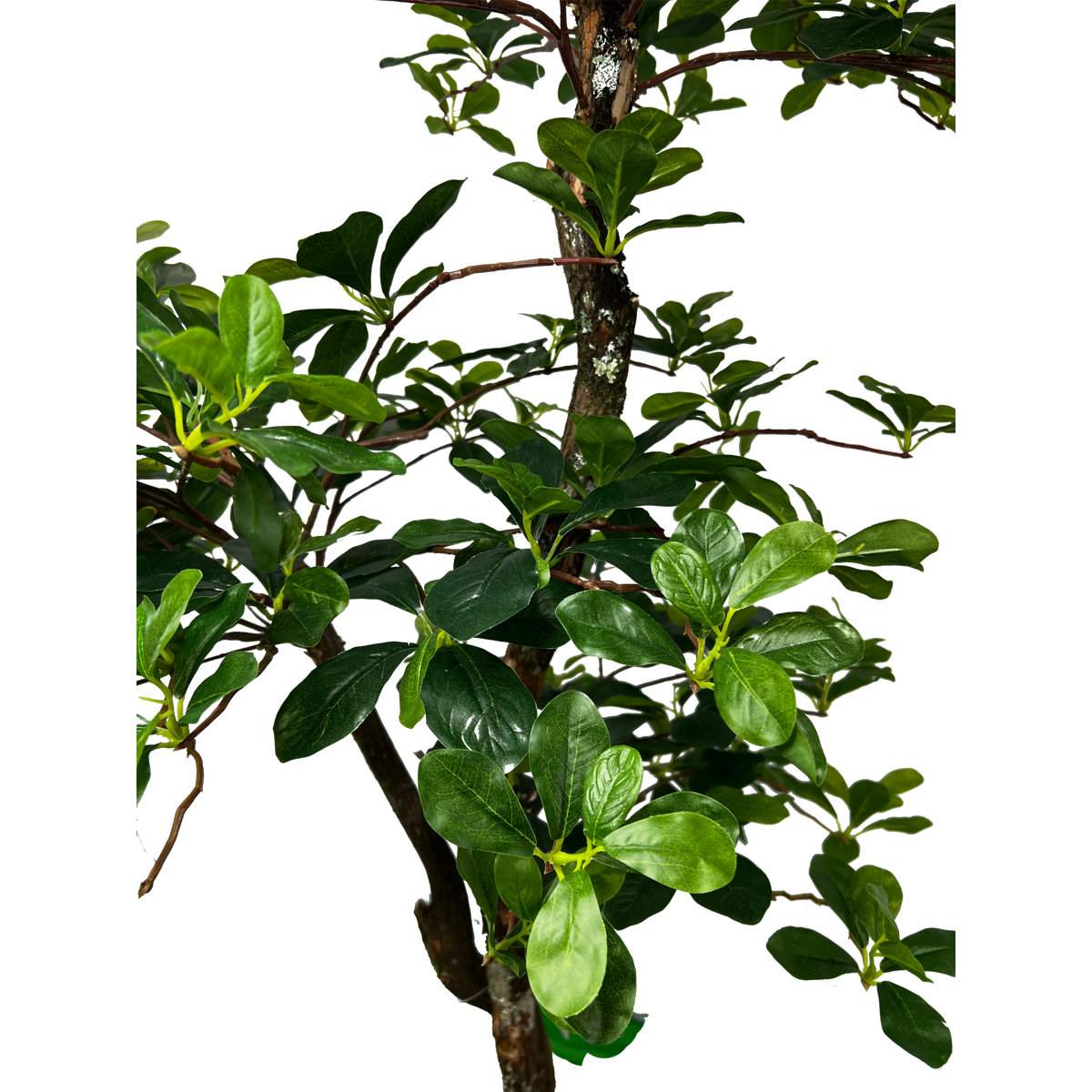 Primrue Hand-Made Primrue Fresh Italian Black Olive Leaf 5'' Artificial ...