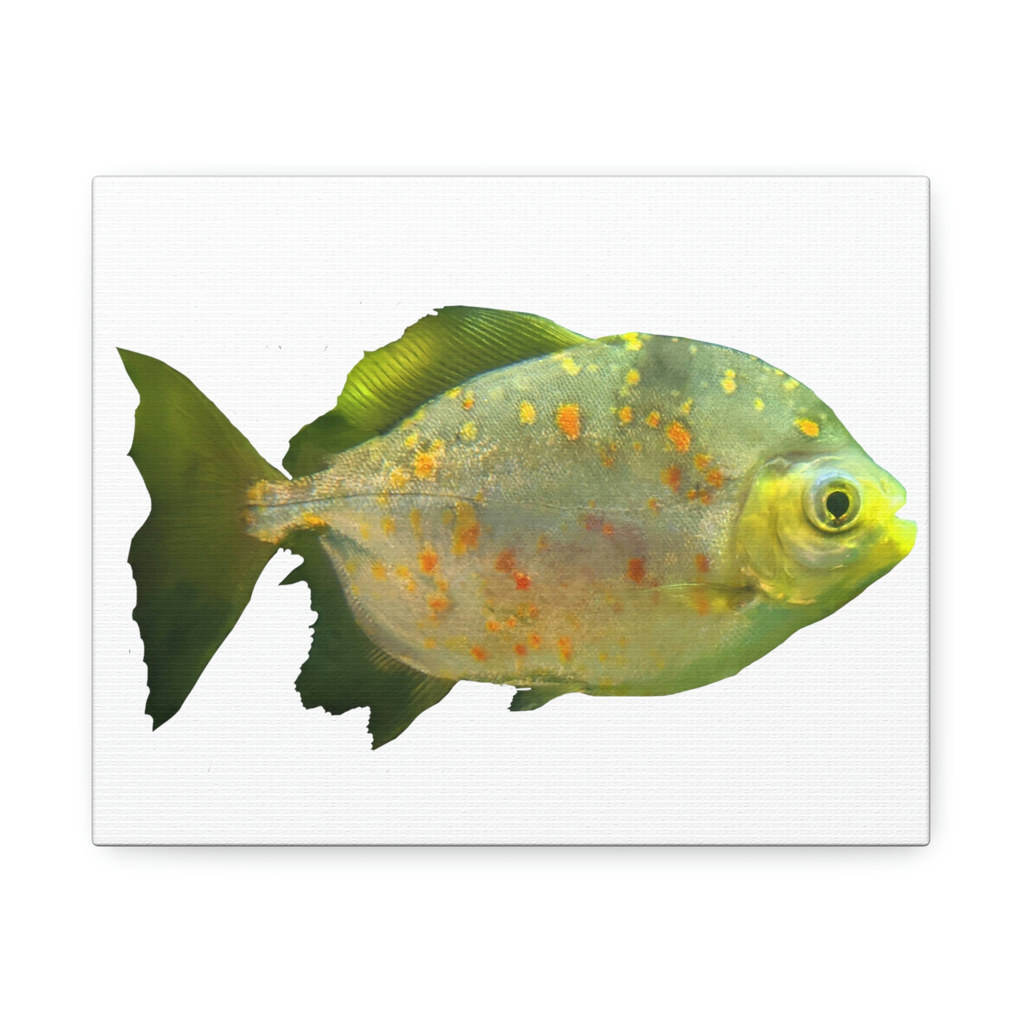 Rosecliff Heights Green Fish - Wrapped Canvas Illustration | Wayfair
