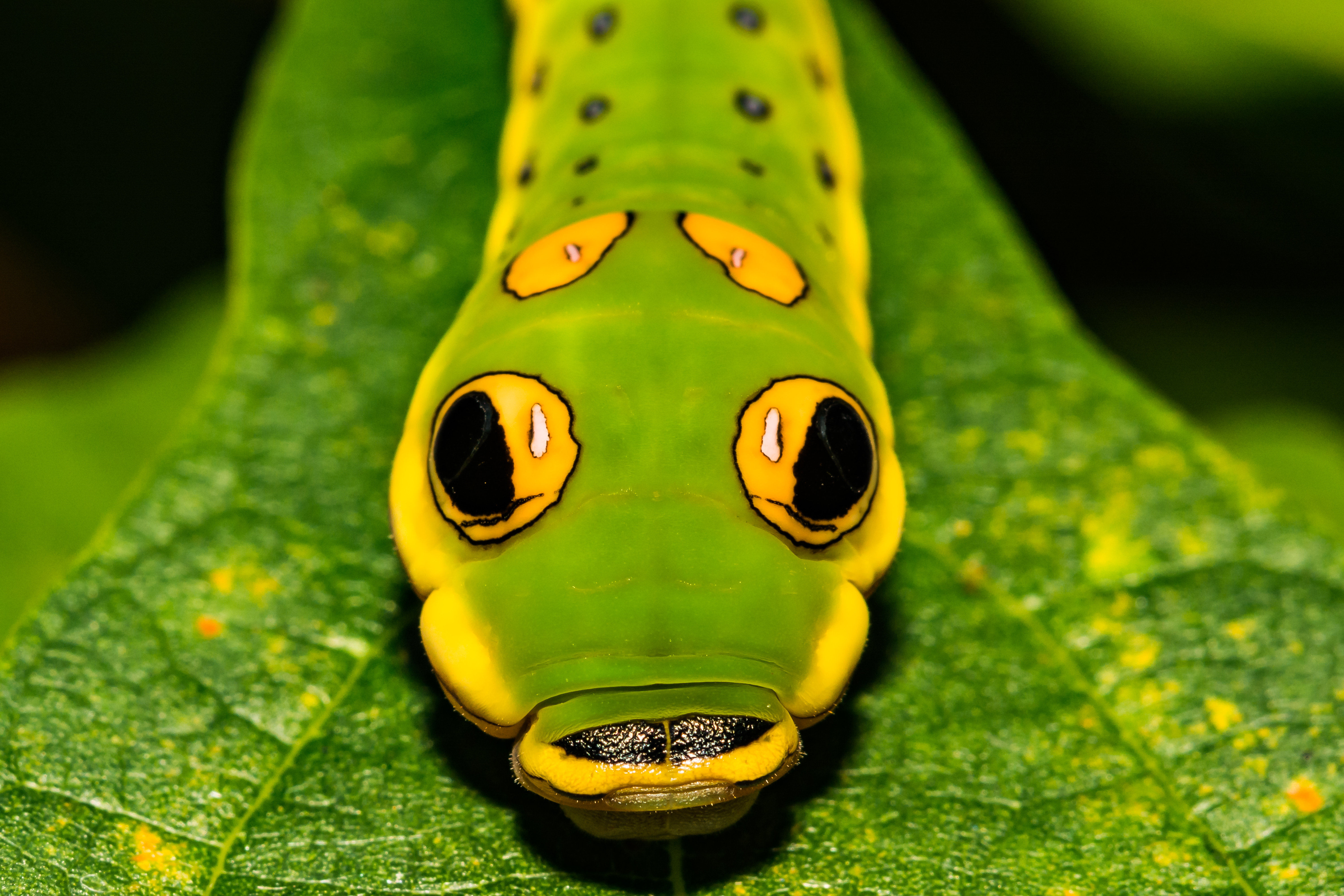 Ebern Designs Zhwan Swallowtail Caterpillar On Canvas Photograph | Wayfair