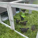 Tucker Murphy Pet™ Garvin Chicken Run & Reviews | Wayfair