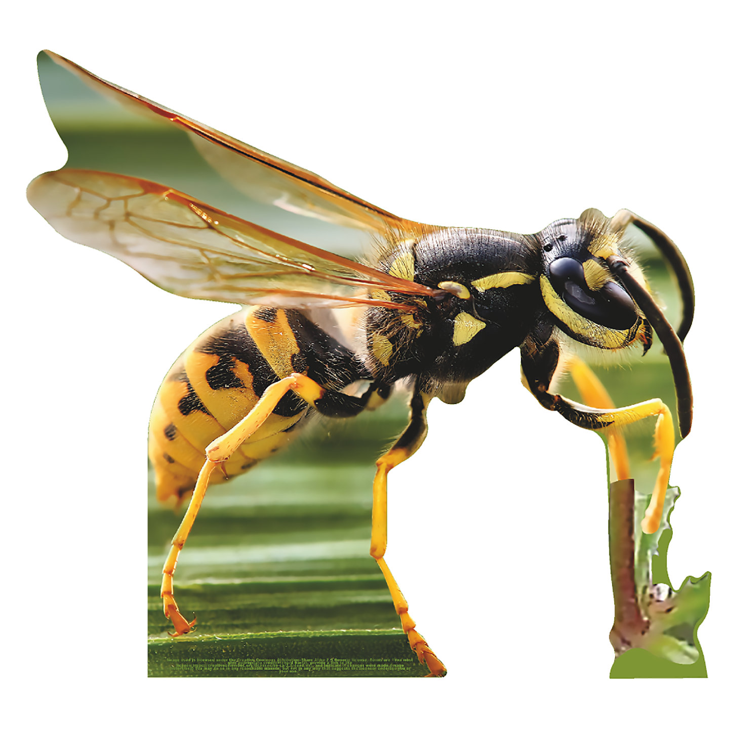 Wet Paint Printing Giant 44 Inch Wasp Cardboard Cutout Standup | Wayfair