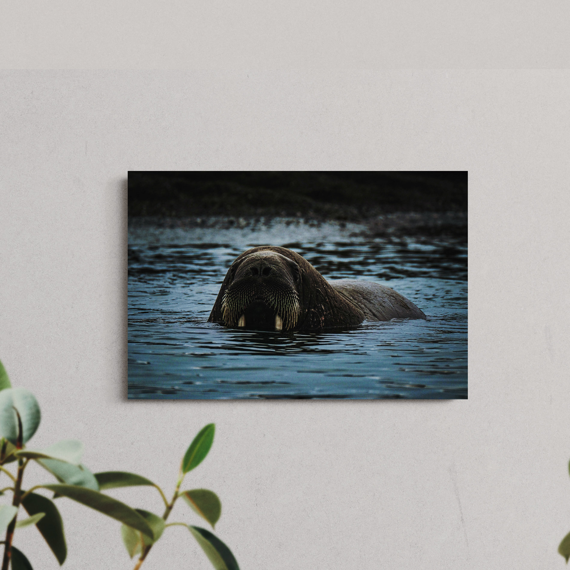 ROKAWO View of a Walrus in the Water | Wayfair