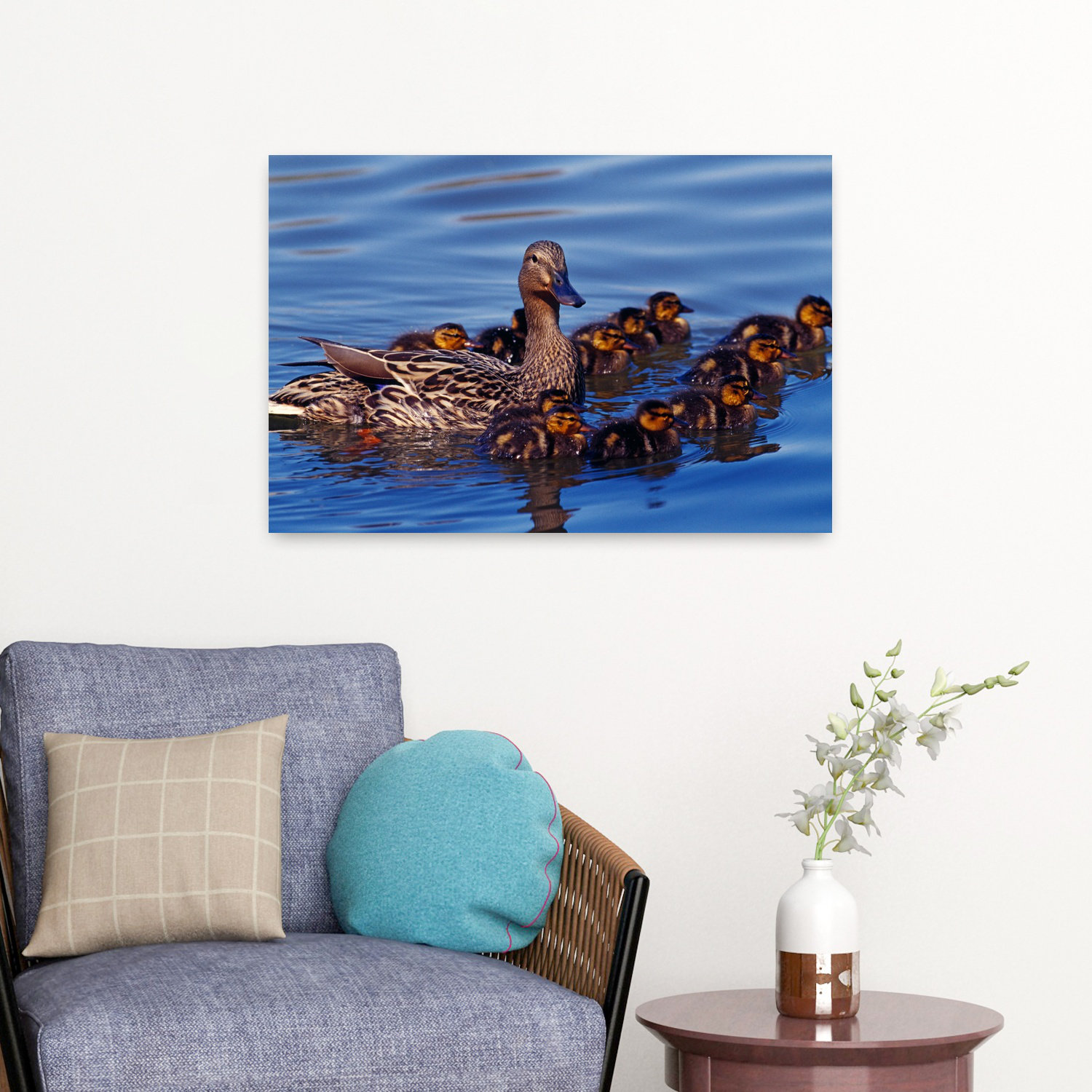 Union Rustic Female Mallard Duck With Chicks On Water Ohio Usa ...