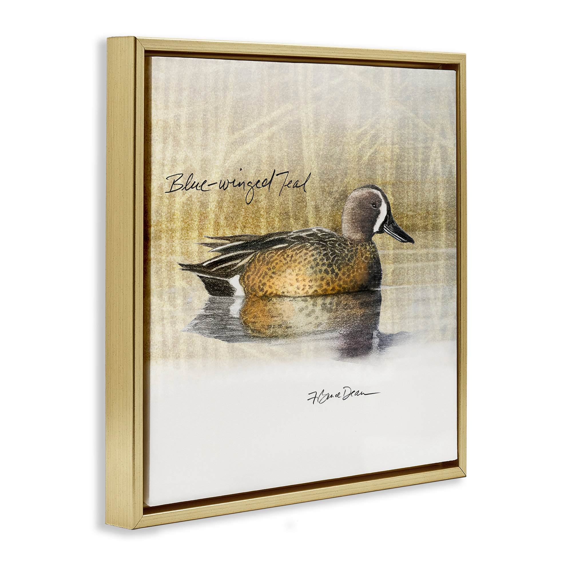 Latitude Run® Blue Winged Teal Duck Framed Floater Canvas Wall Art by ...