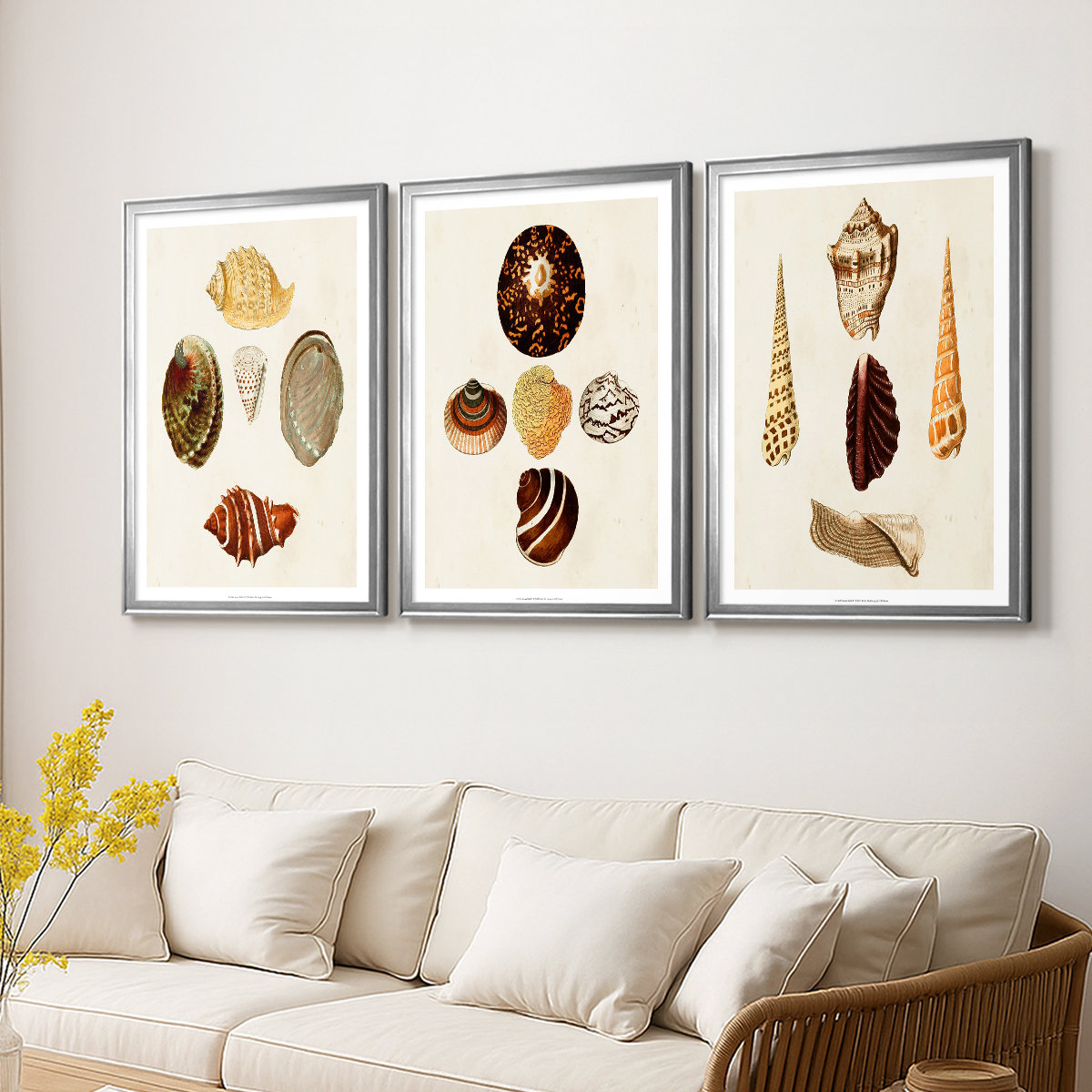 Longshore Tides Knorr Shells IV -Custom Framed Wrapped Gallery Canvas ...