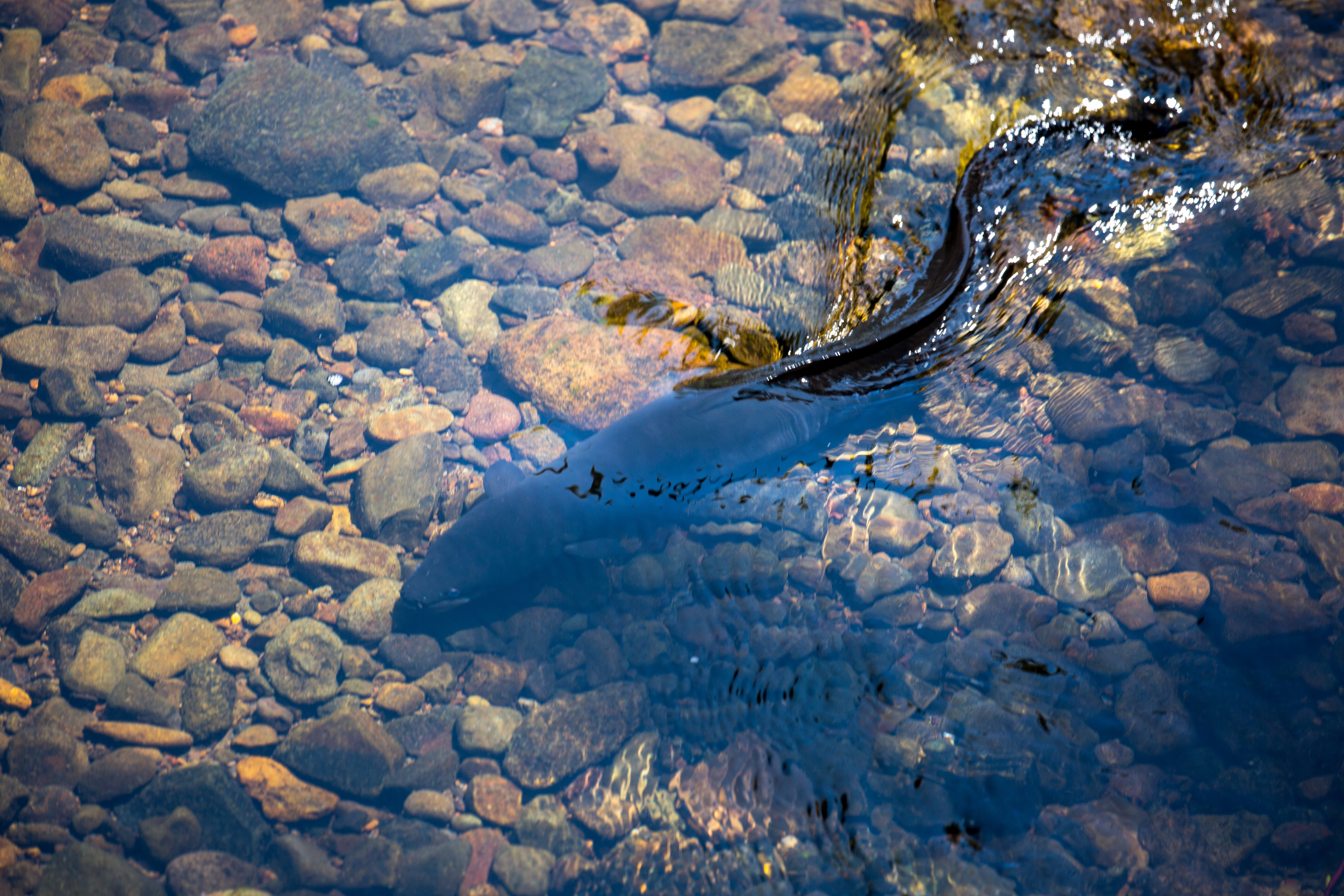 House of Hampton New Zealand: Longfin Eel | Wayfair.co.uk