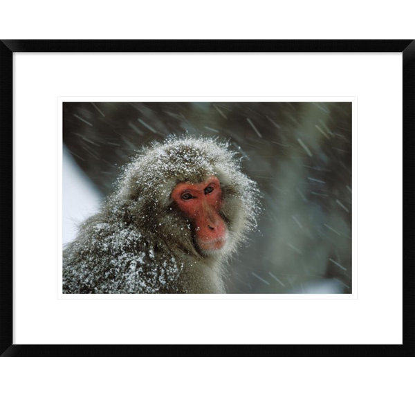 Global Gallery 'Japanese Macaque Covered' Framed Photographic Print ...