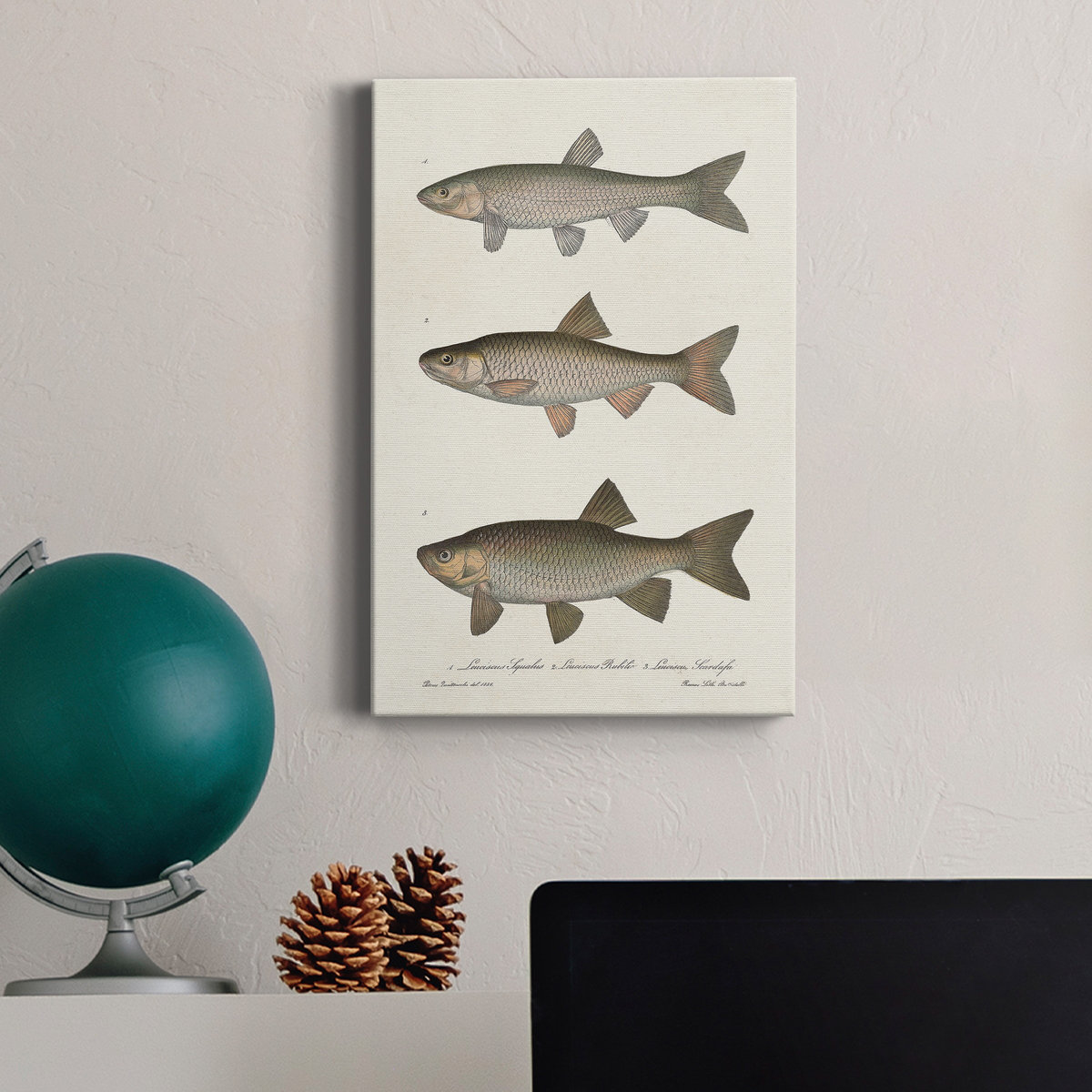 Highland Dunes Species Of Antique Fish IV - Wrapped Canvas Print ...
