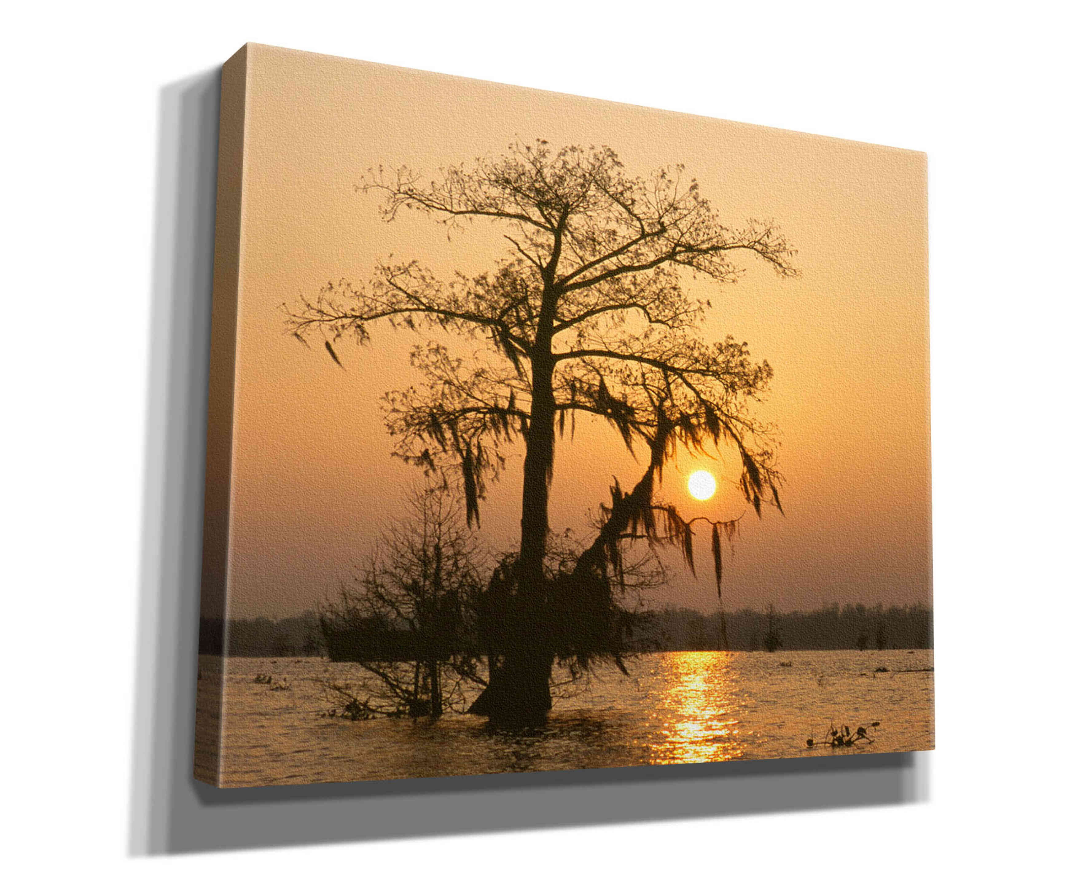 Red Barrel Studio® Cypress Proc by Thomas Haney - Wrapped Canvas Print ...