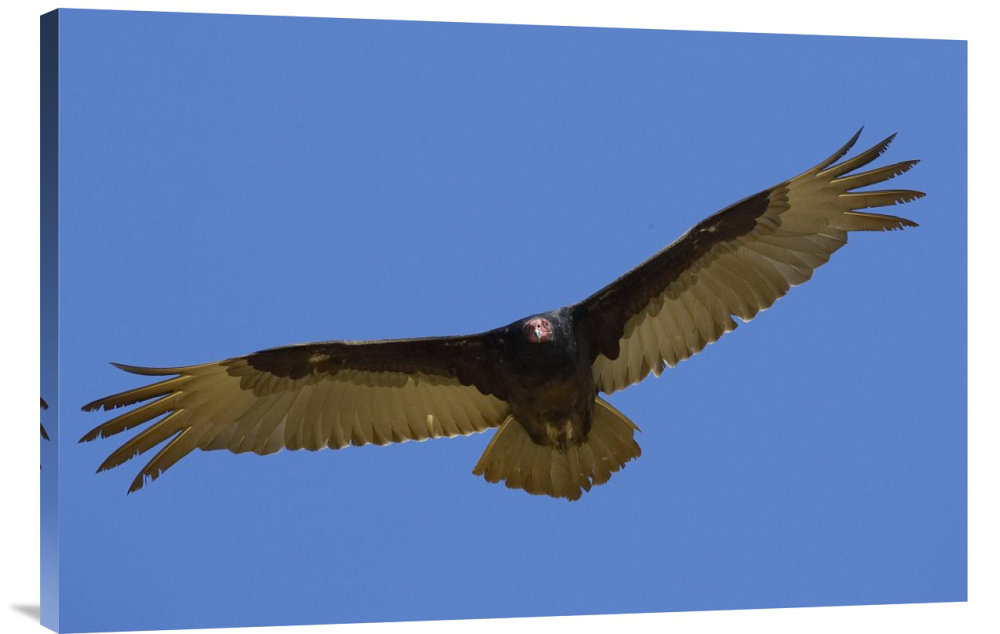 East Urban Home 'Turkey Vulture Soaring Overhead, Native to North ...