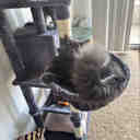 Archie & Oscar™ Timmins 78.3" Multi-Level Cat Tree with Cat Scratching ...