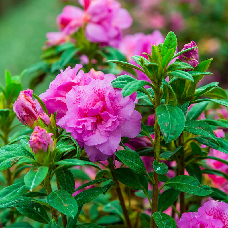 Encore Azalea 1 Gallon Autumn Majesty Encore Azalea Live Low ...