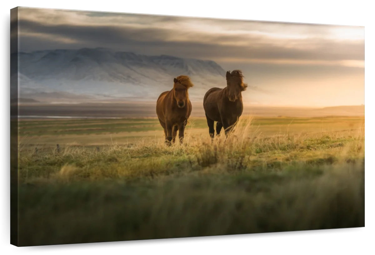 Ebern Designs Brampt Wandering Icelandic Horses | Wayfair