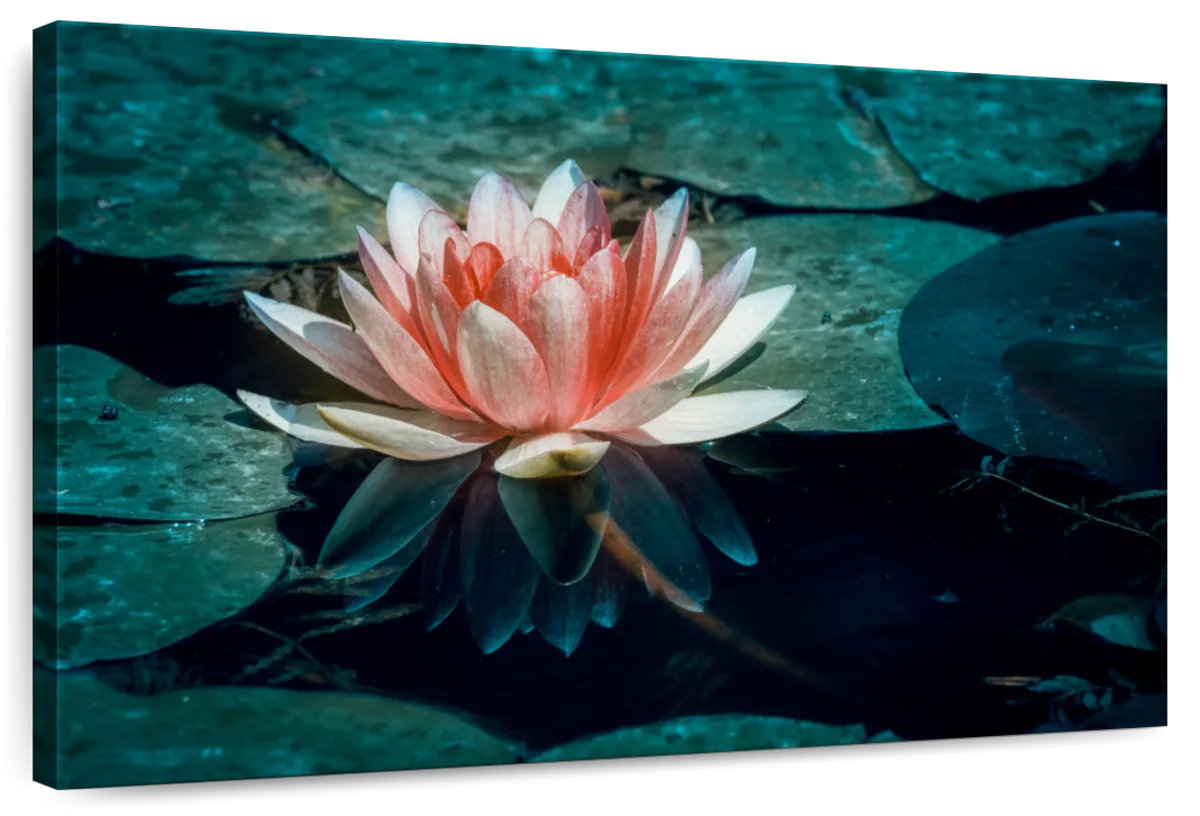 Hokku Designs Water Lily Reflection | Wayfair