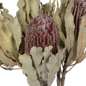 Primrue 12" Natural Pink Banksia Menzi Flower with Stem. Includes 3 ...