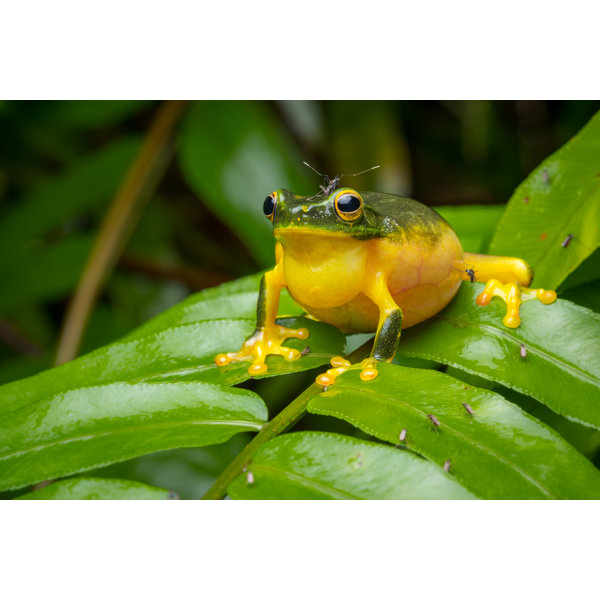 Latitude Run Beatt Dainty Green Tree Frog by Rhys Sharry - Wrapped ...