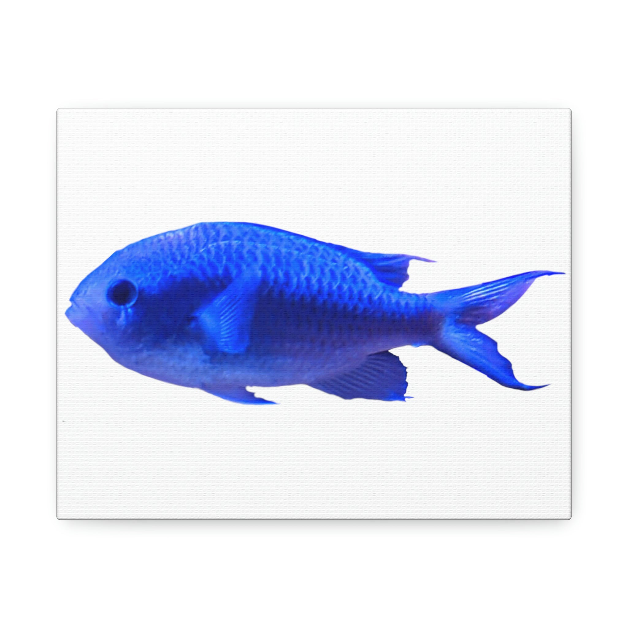 Dovecove Blue Fish by Leonardo Da Vinci - Wrapped Canvas Graphic Art ...