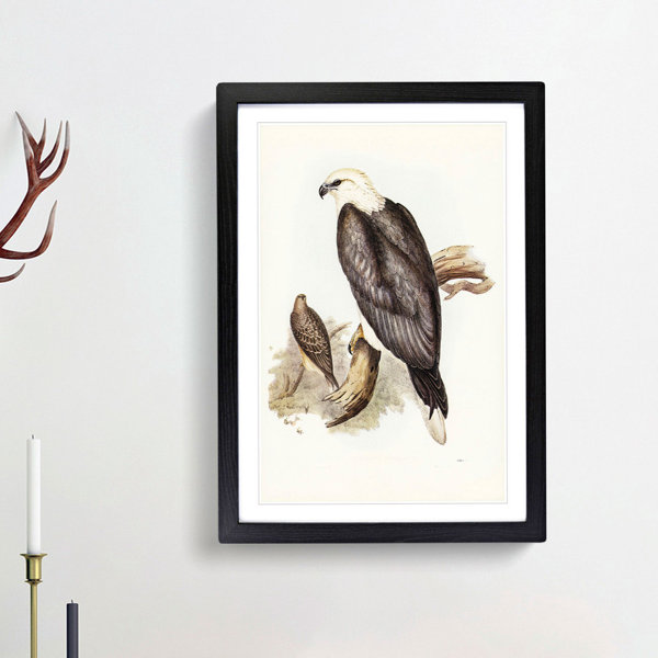East Urban Home White-Bellied Sea Eagle - Picture Frame Art Prints ...