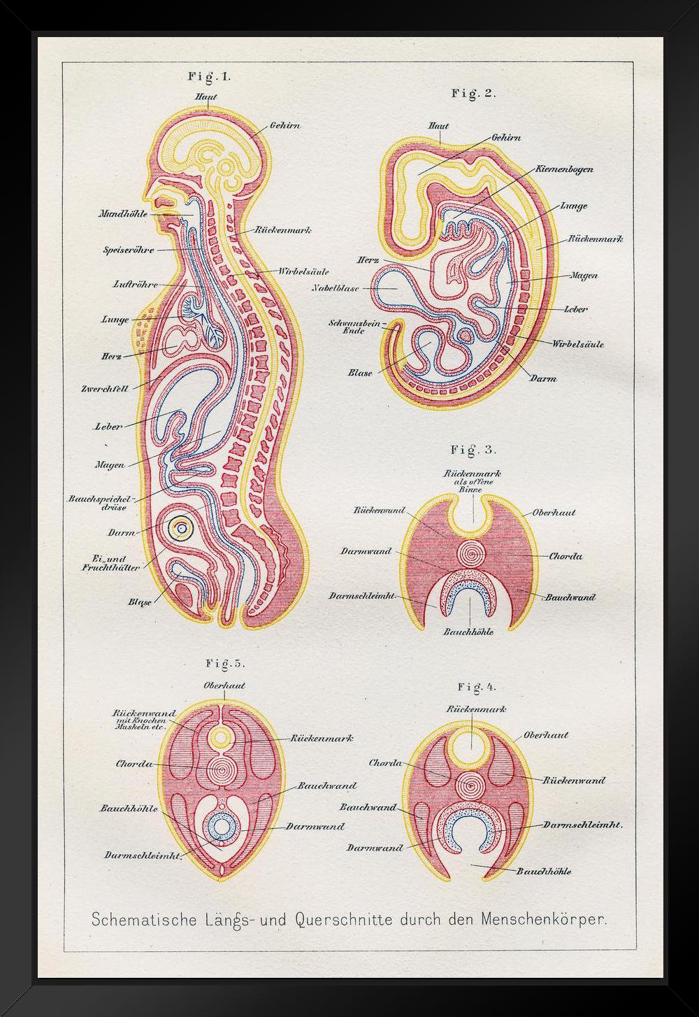 Winston Porter Human Body Anatomy Sections 1857 Vintage Educational ...