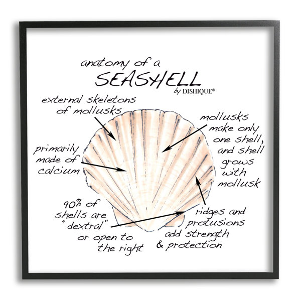 Stupell Industries " Anatomy Of Seashell Educational Marine Life Facts ...