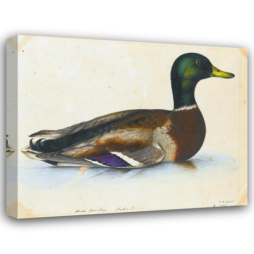 August Grove® "Portrait of A Mallard" by The Reverend Christopher ...